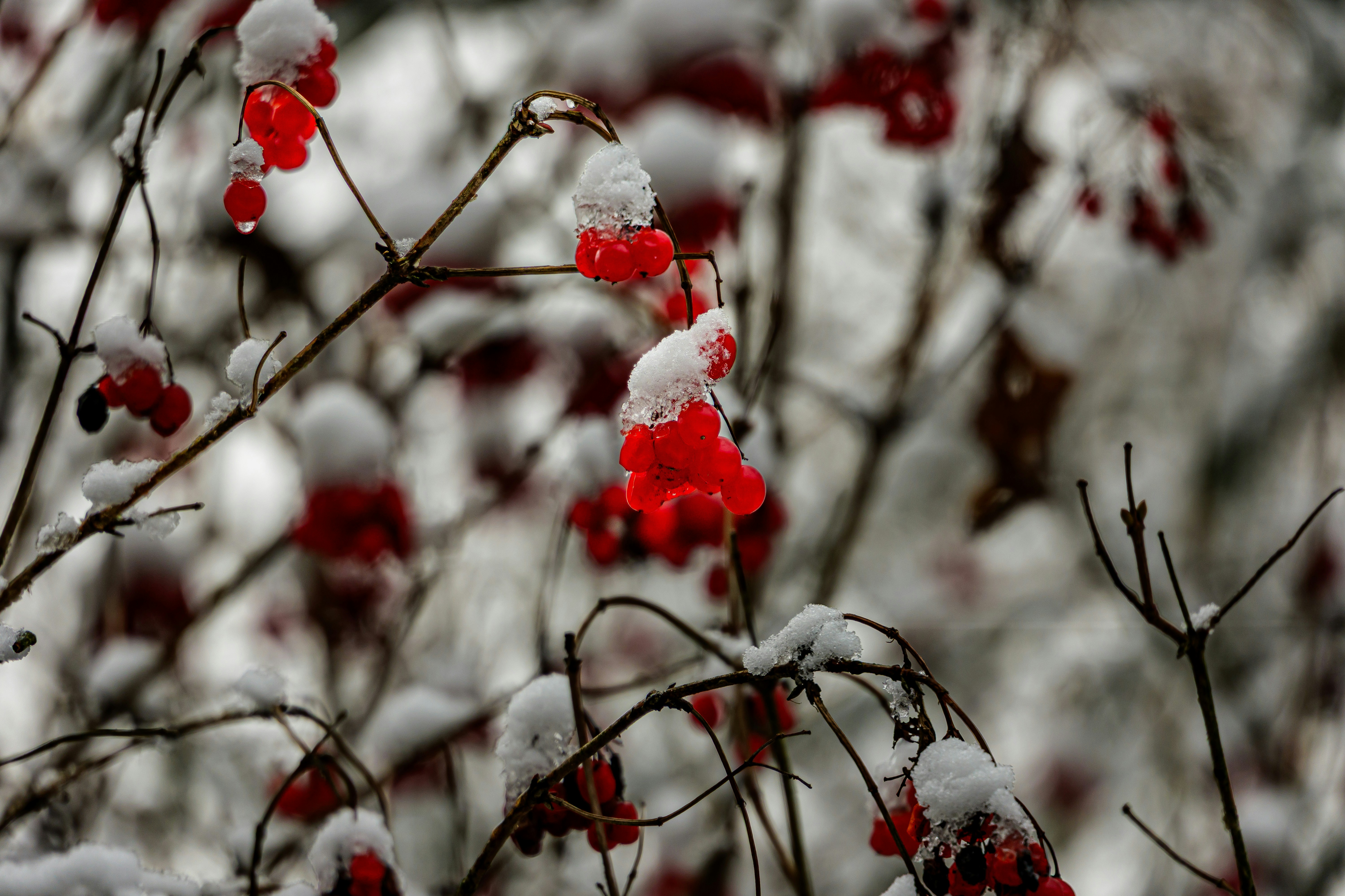 Scarlet berries under winter frosting