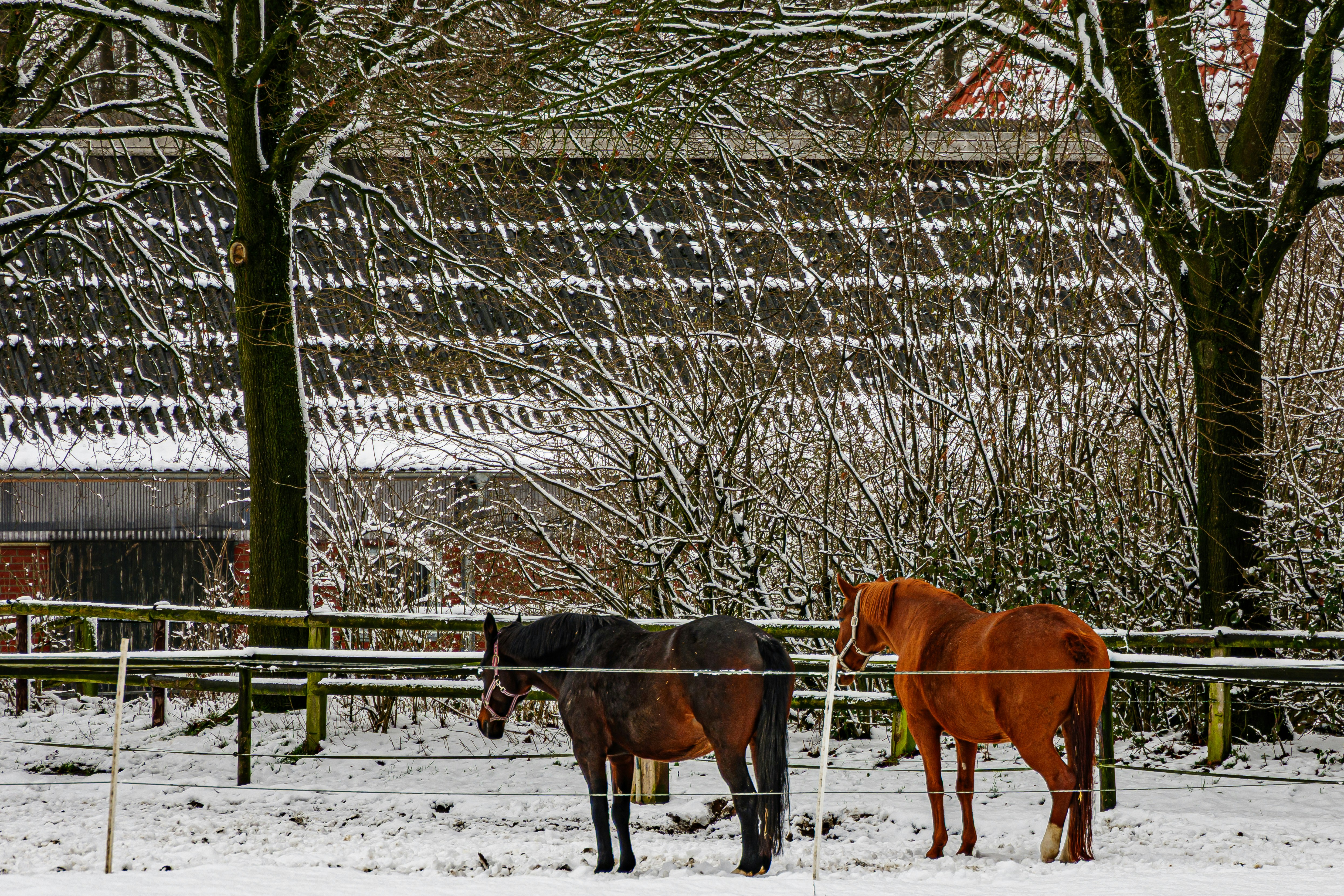 Winter Quiet: Two Horses at Rest in Snow-Frosted Paddock
