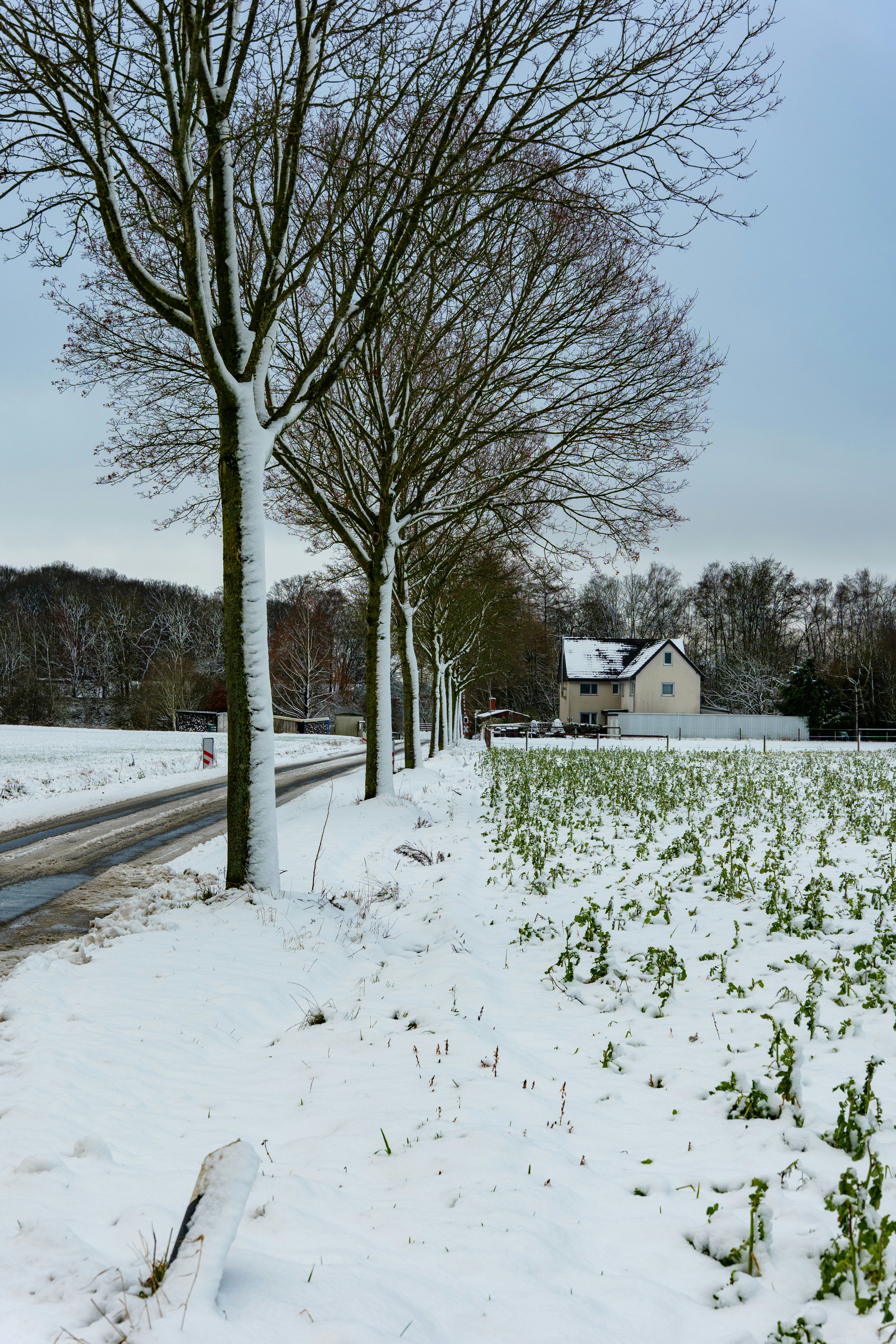Line of Snow-Kissed Trees Along a Quiet Country Road