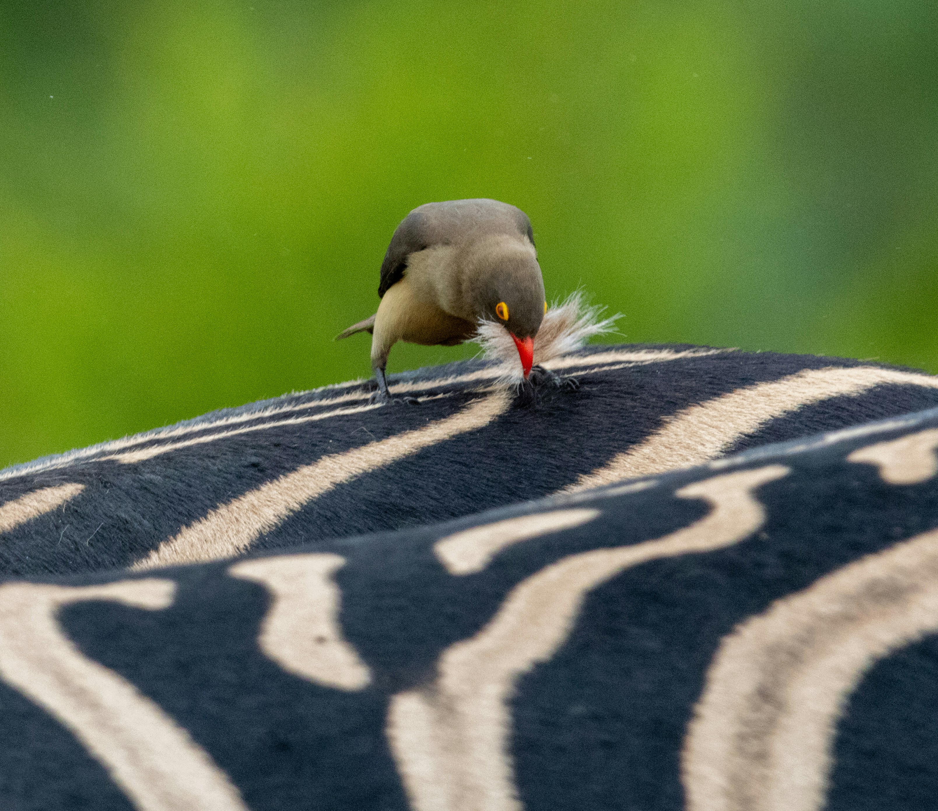 Beak at the Zebra: A Little Heron Foraging on Striped Terrain