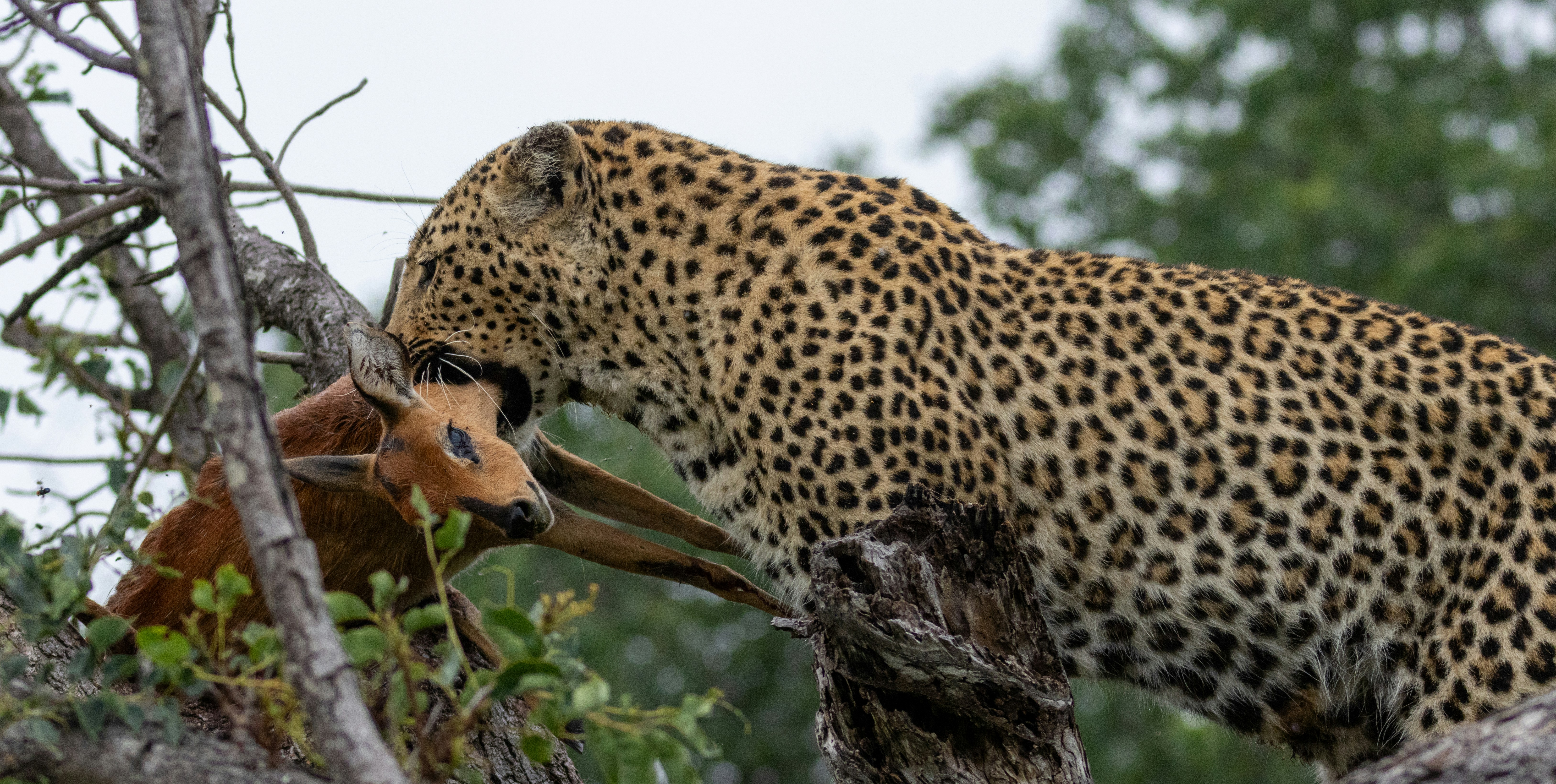 Leopard's Intercept: A Primal Stare through the Branches