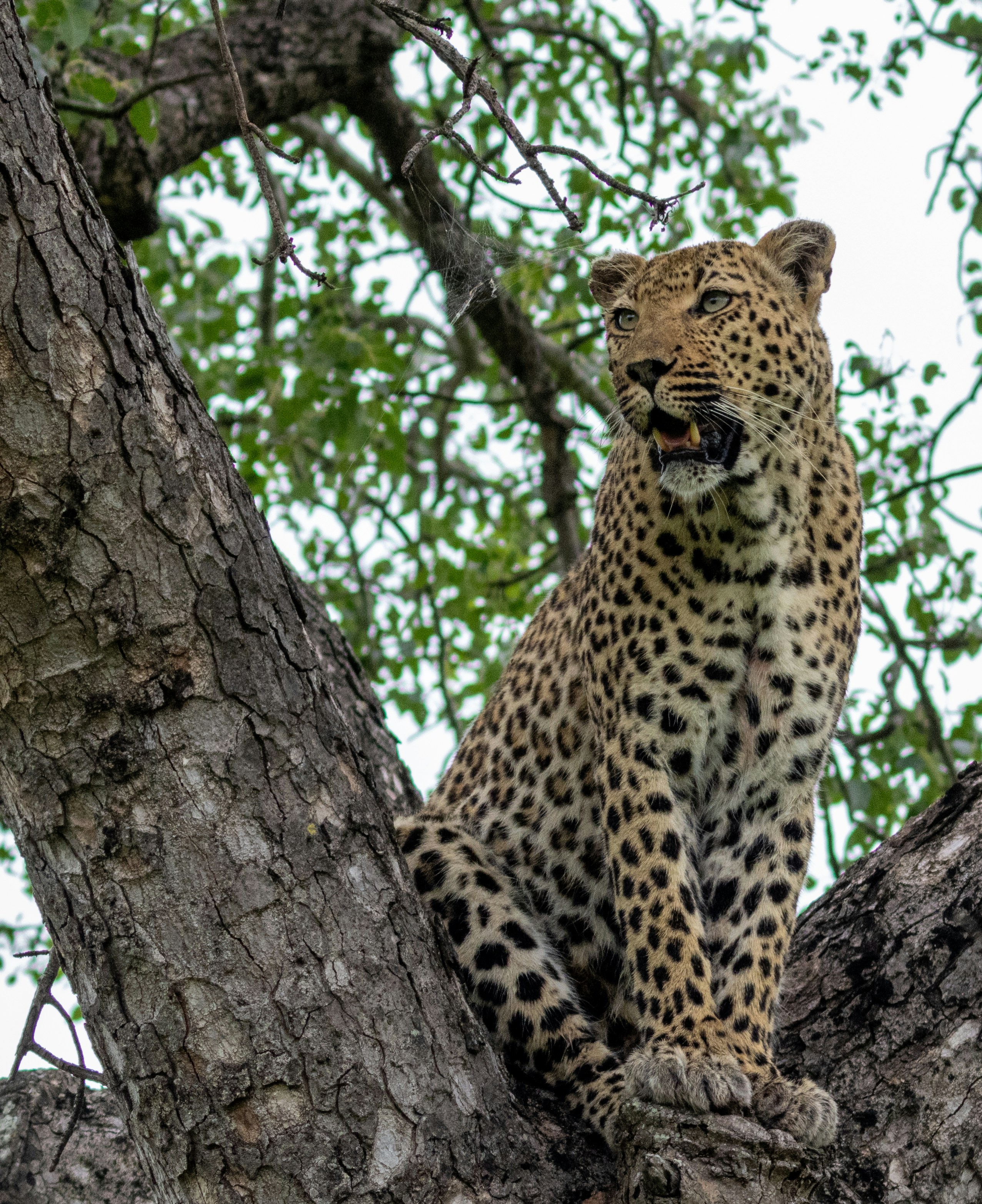Leopard Sentinel in the Forked Trunk