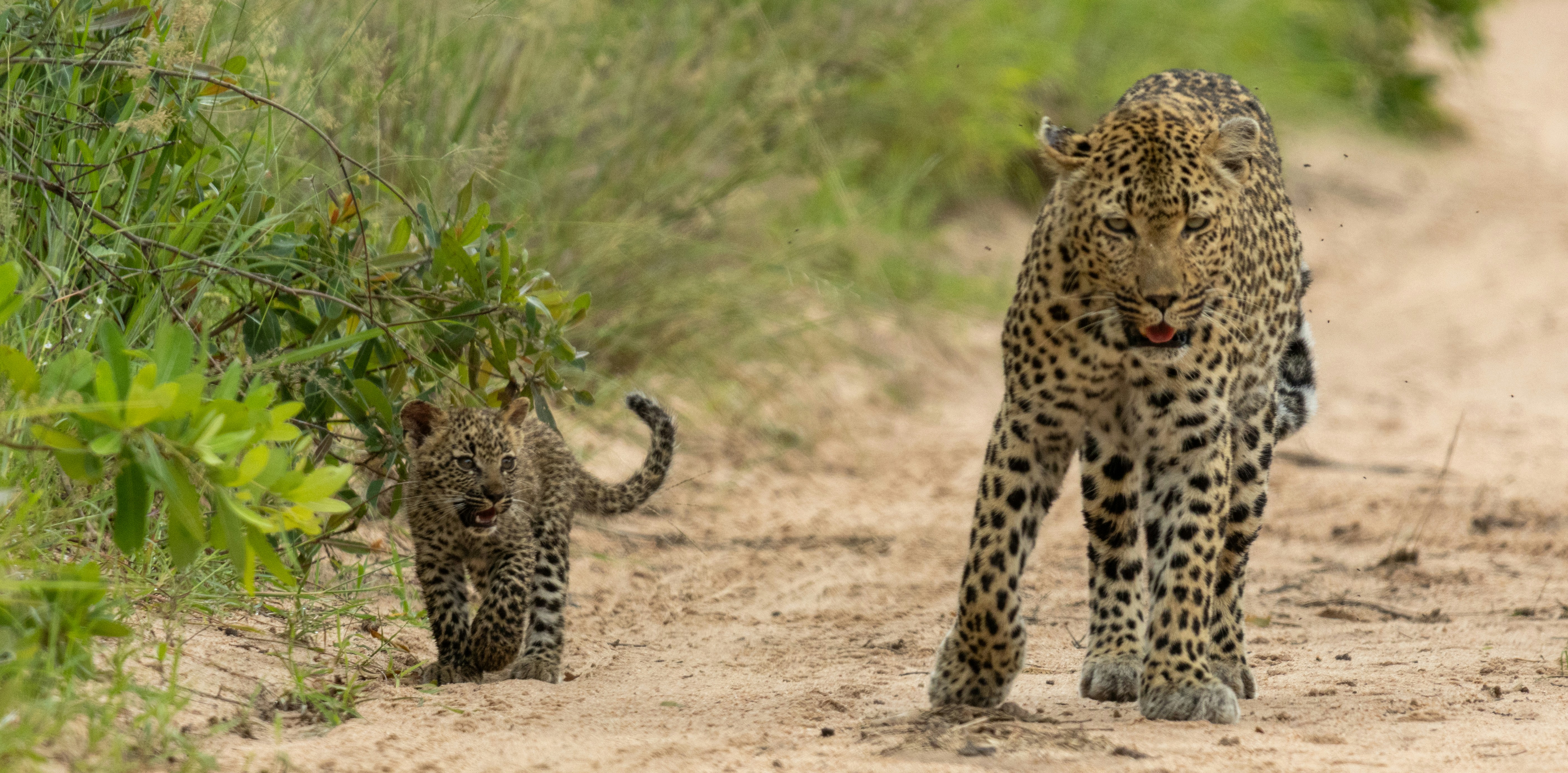 Leopard Pair on the Path: A Quiet Trek Across the Sand