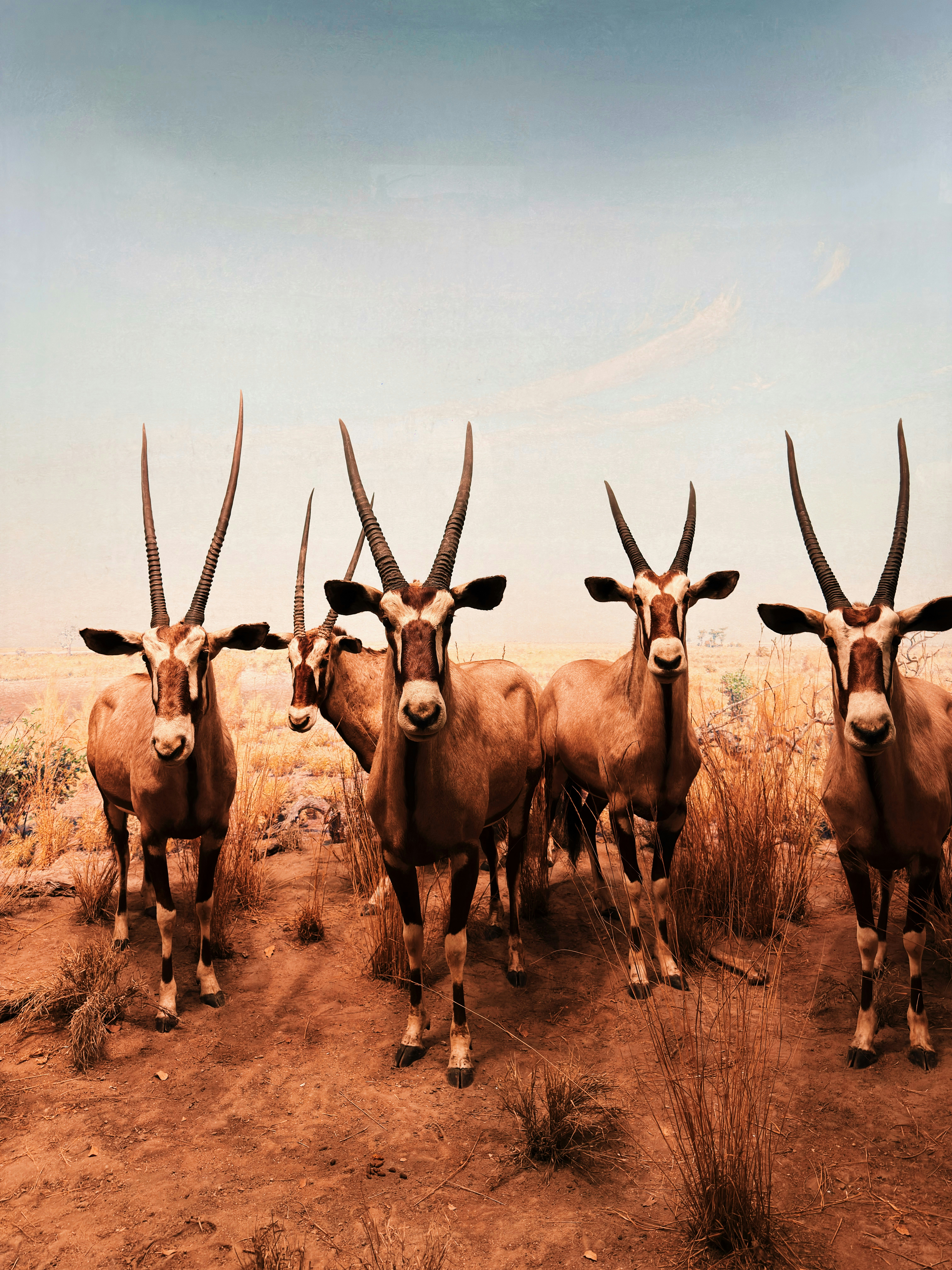 Herd of Dark-Maned Antelopes at the Edge of a Dried Plain