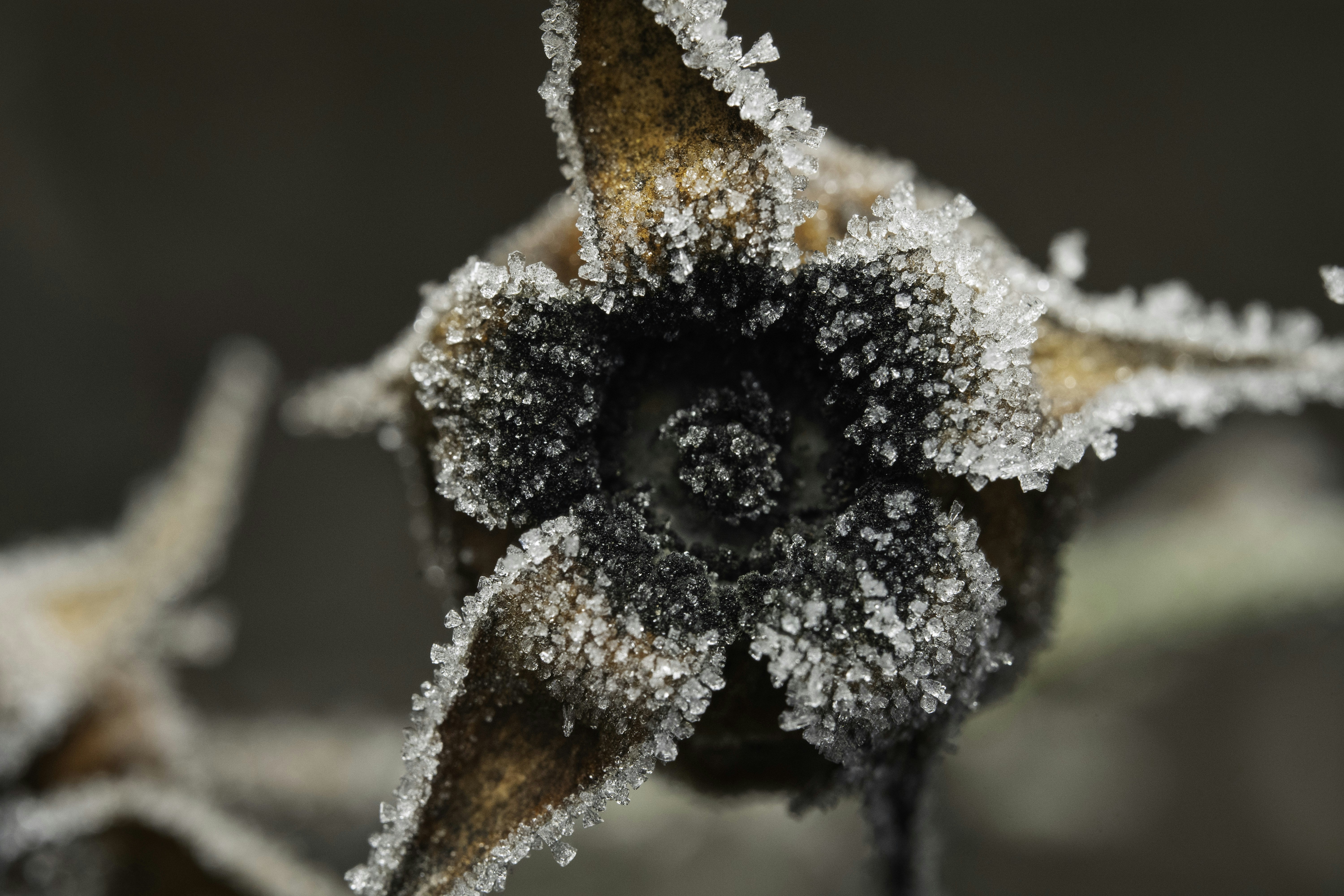 Frost-kissed Seed Pod: A Macro Portrait of Frozen Detail