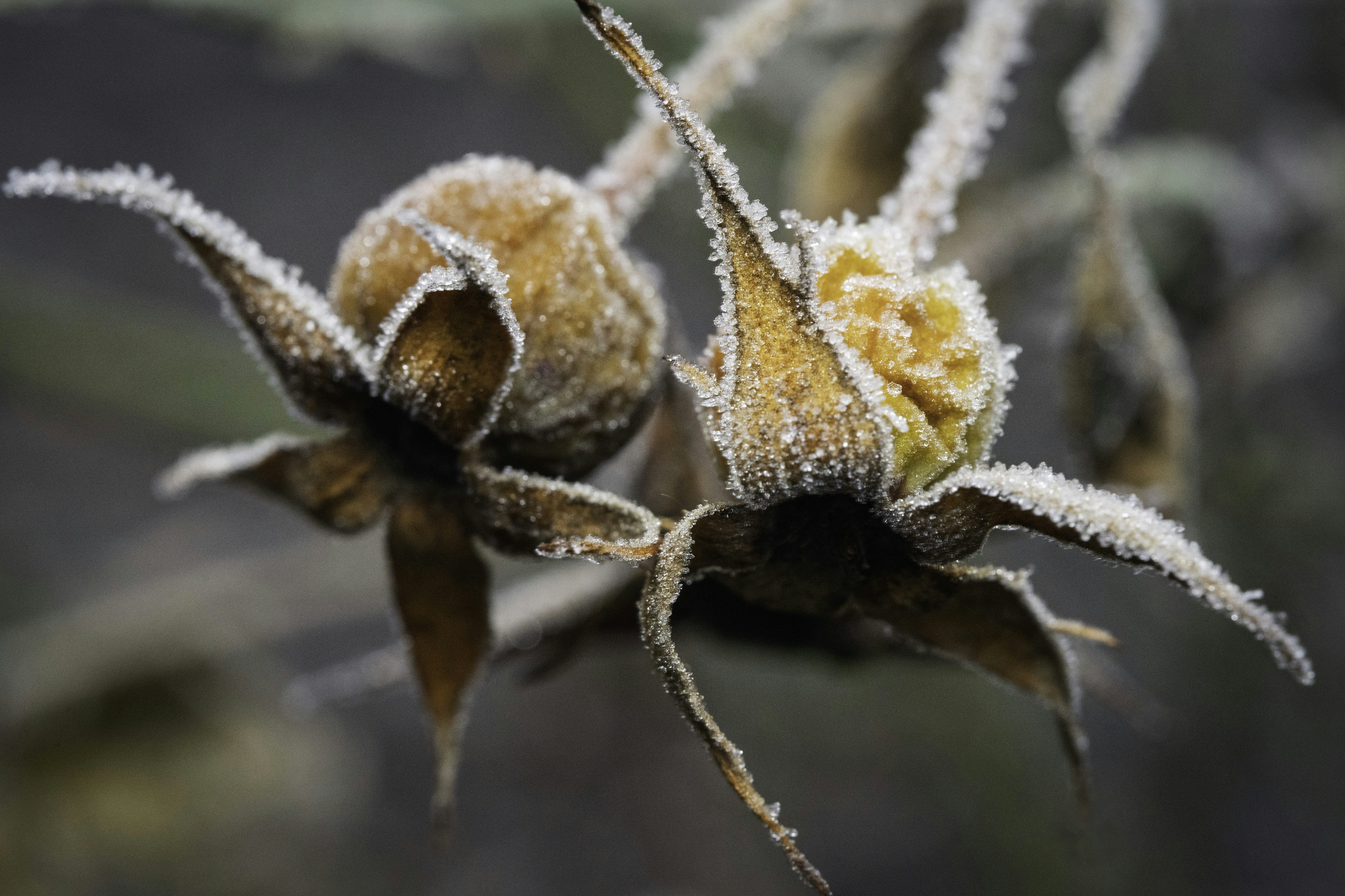 Frost-Textured Seed Pods: Delicate Winterscape on Quiet Branch