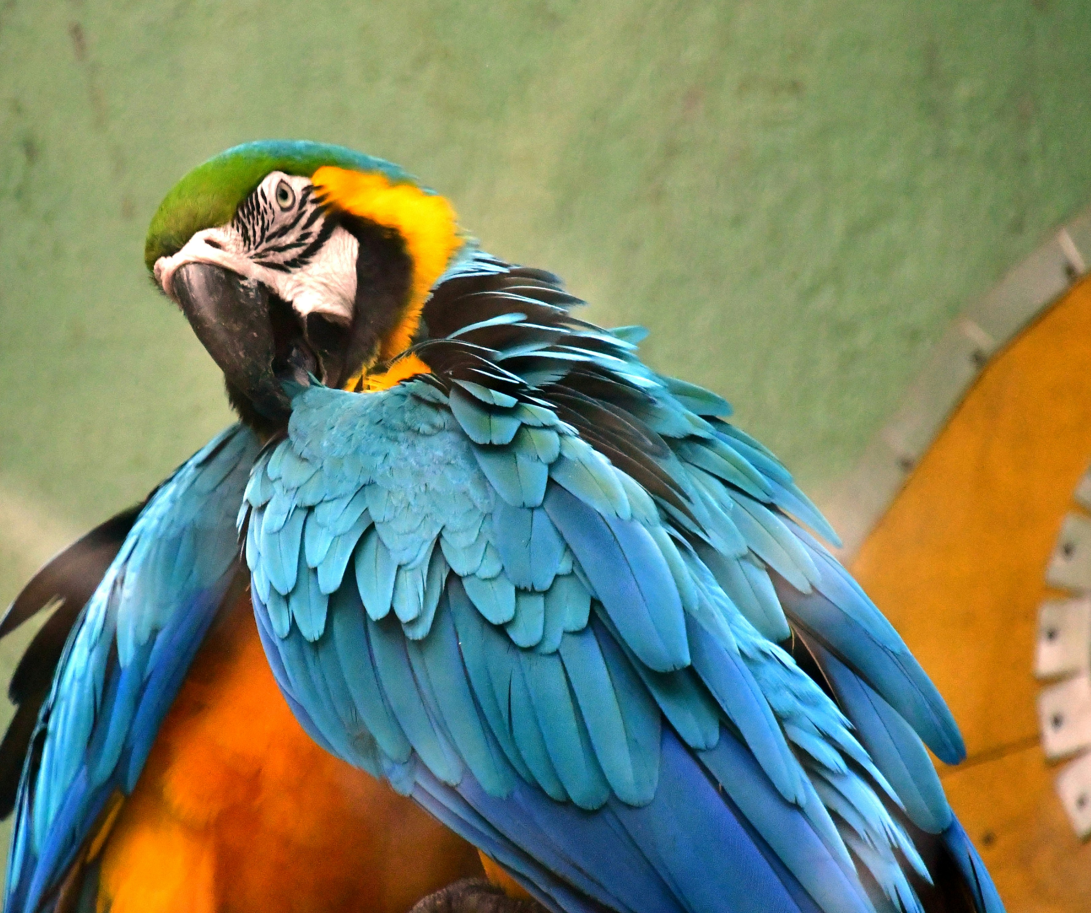 Dos guacamayos coloridos posados juntos foto – Imagen de Pájaro ...