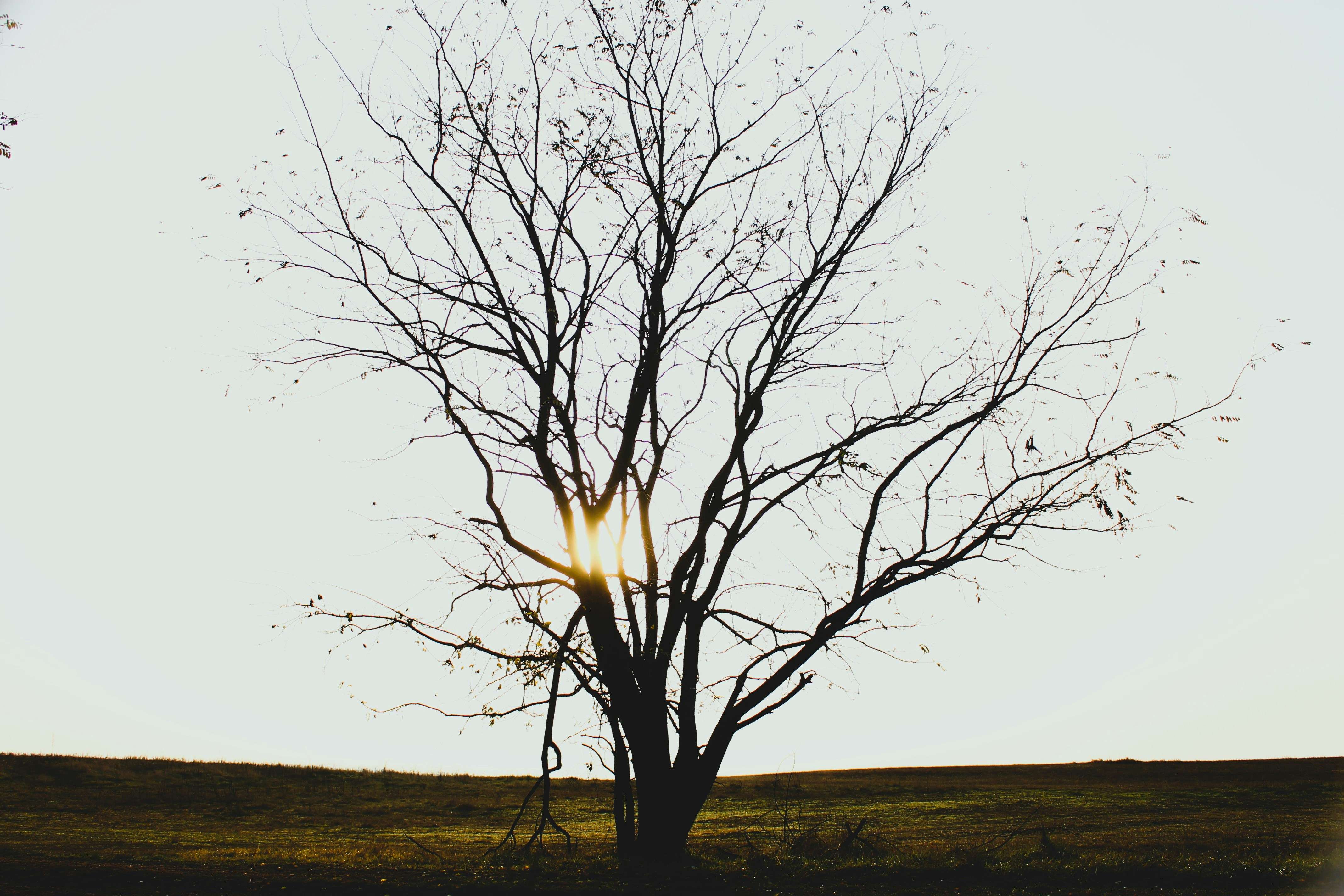 Sunlit Silhouette: A Lone Tree Framed by a Quiet Horizon