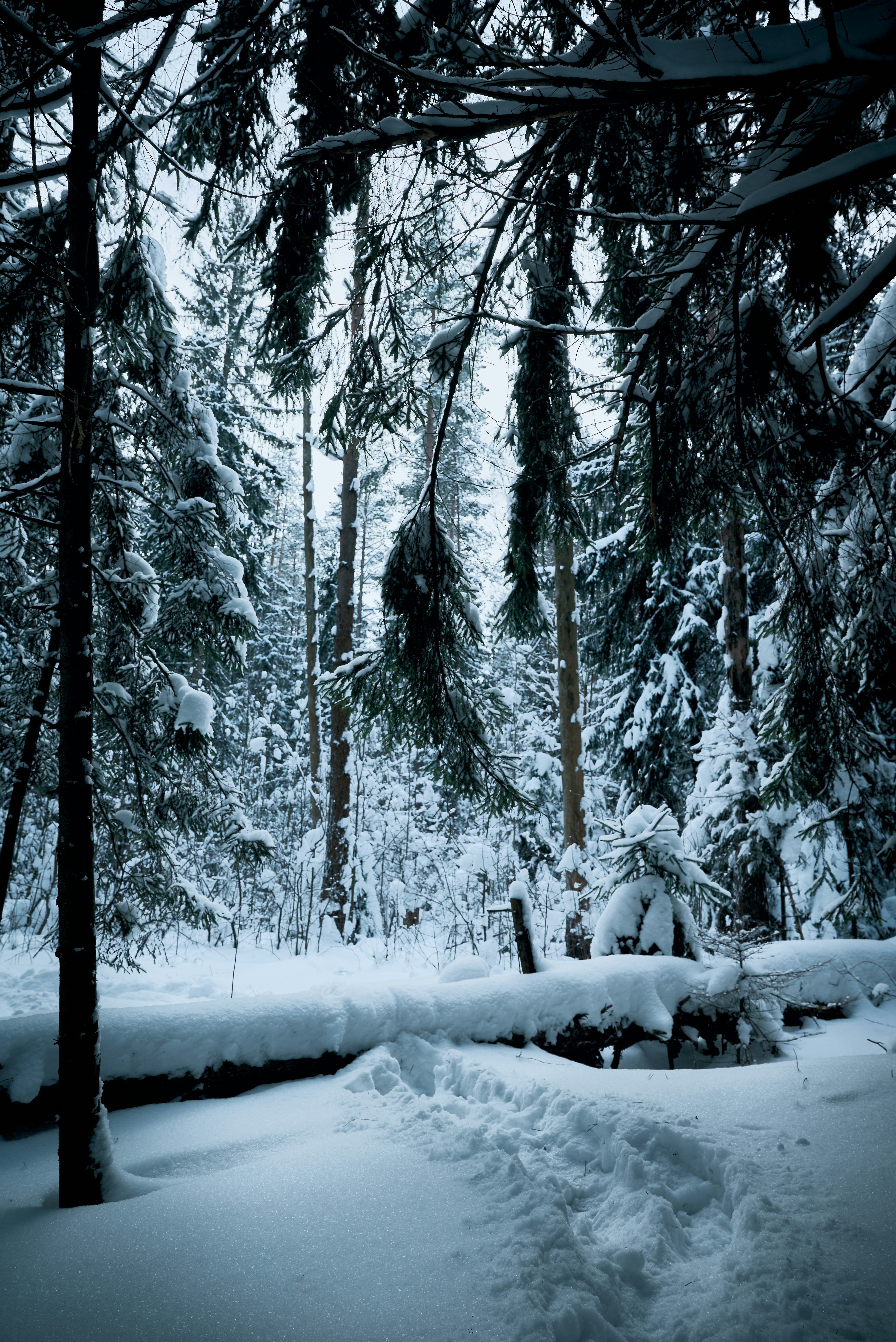 Snowbound Corridor: A Quiet Walk Through Frosted Pines