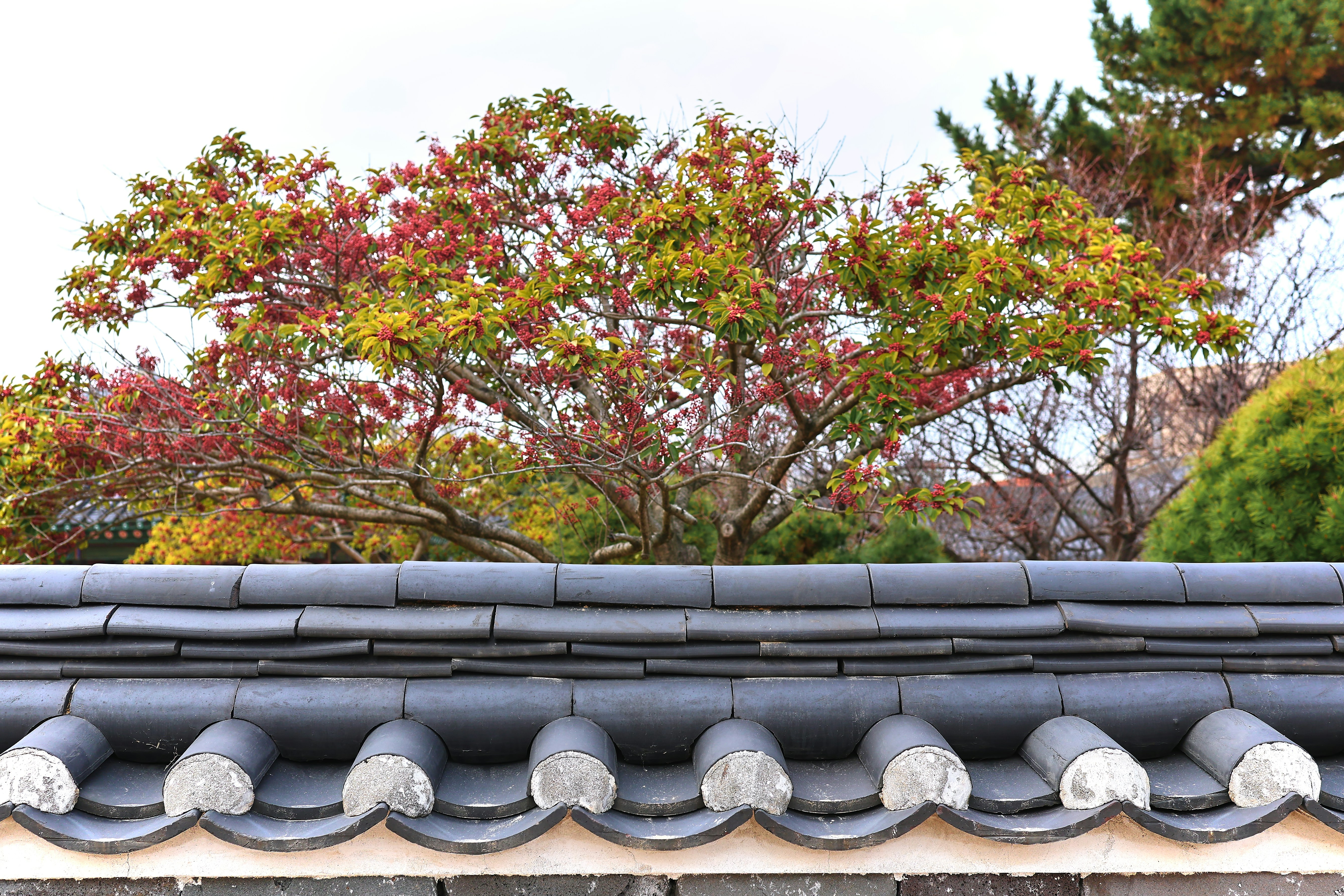 Ceramic Roof Waves Under Autumn Calm