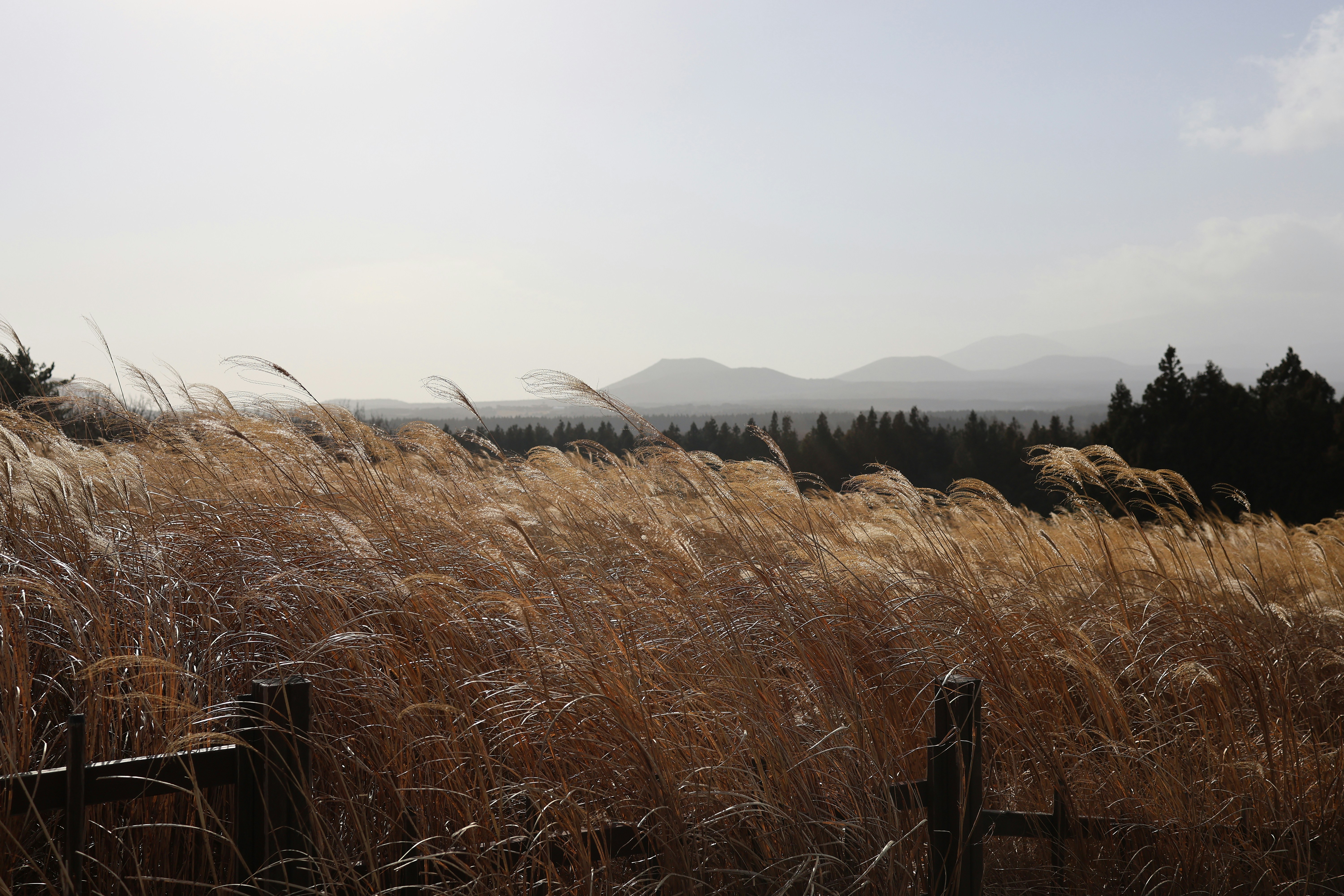 Golden Meadows on a Quiet Horizon