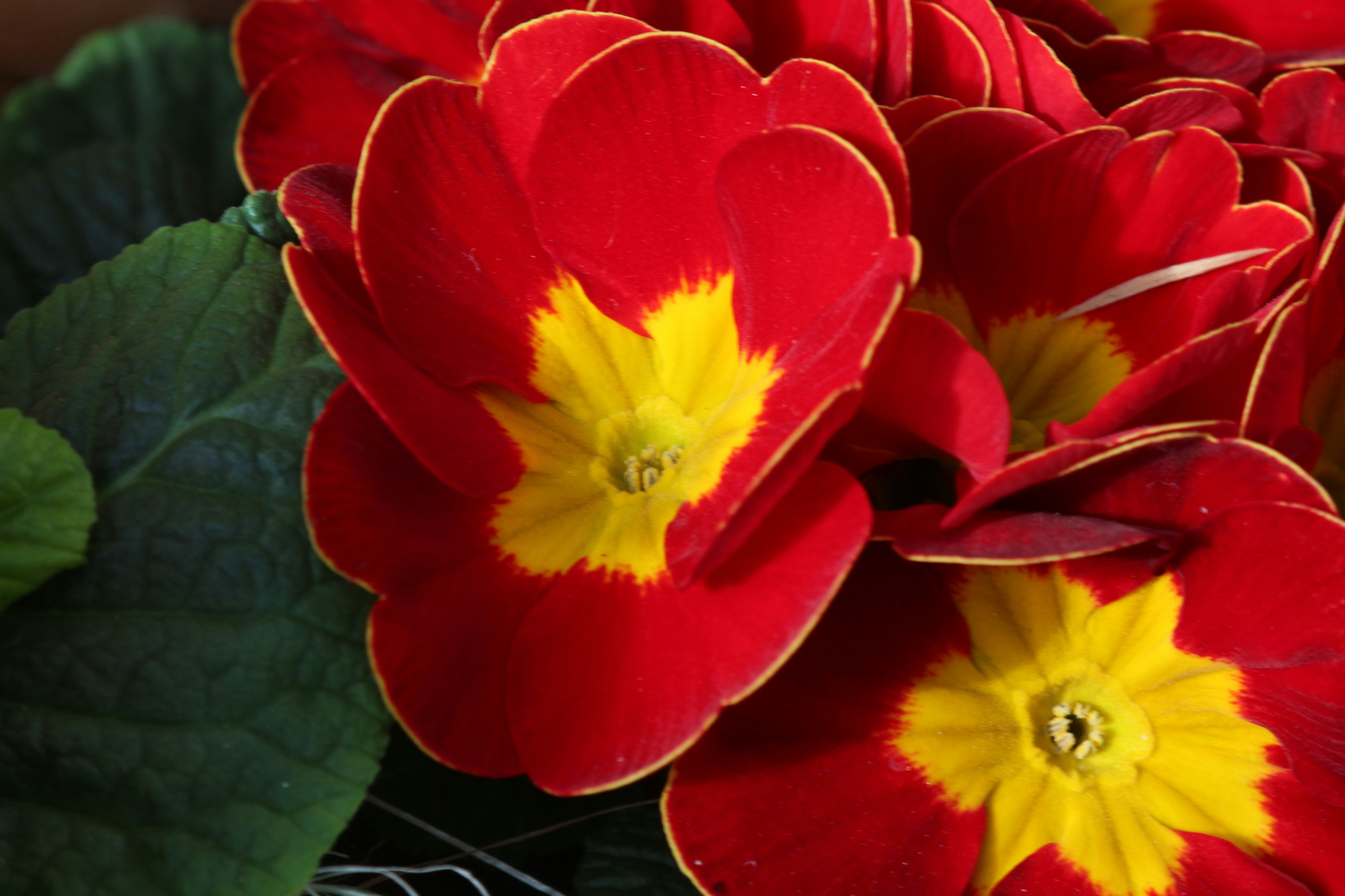 Crimson Primaries: A Close-Up of Radiant Red Bloom with Sunny Yellow Centers