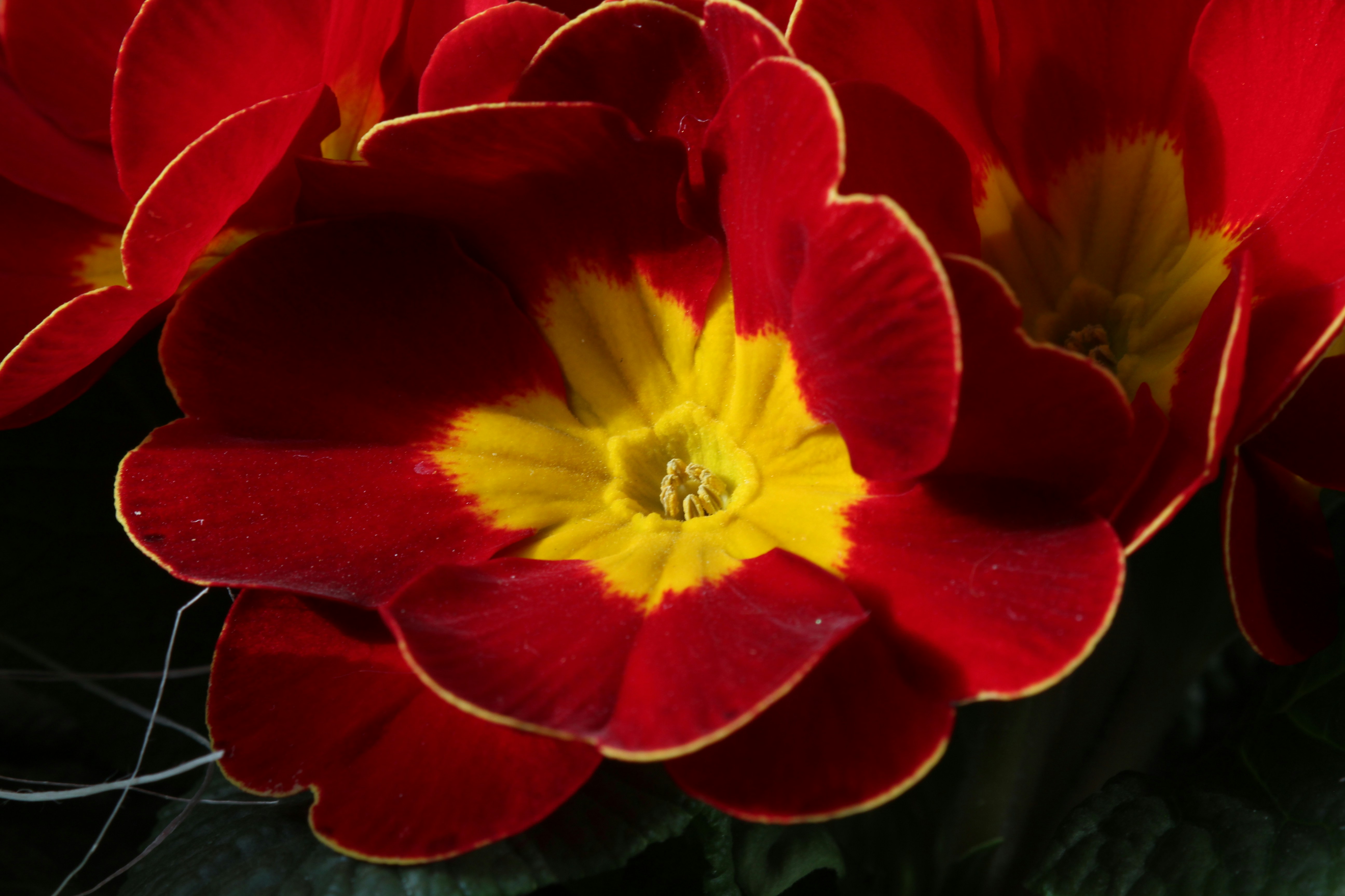 Crimson Petals at Center Stage