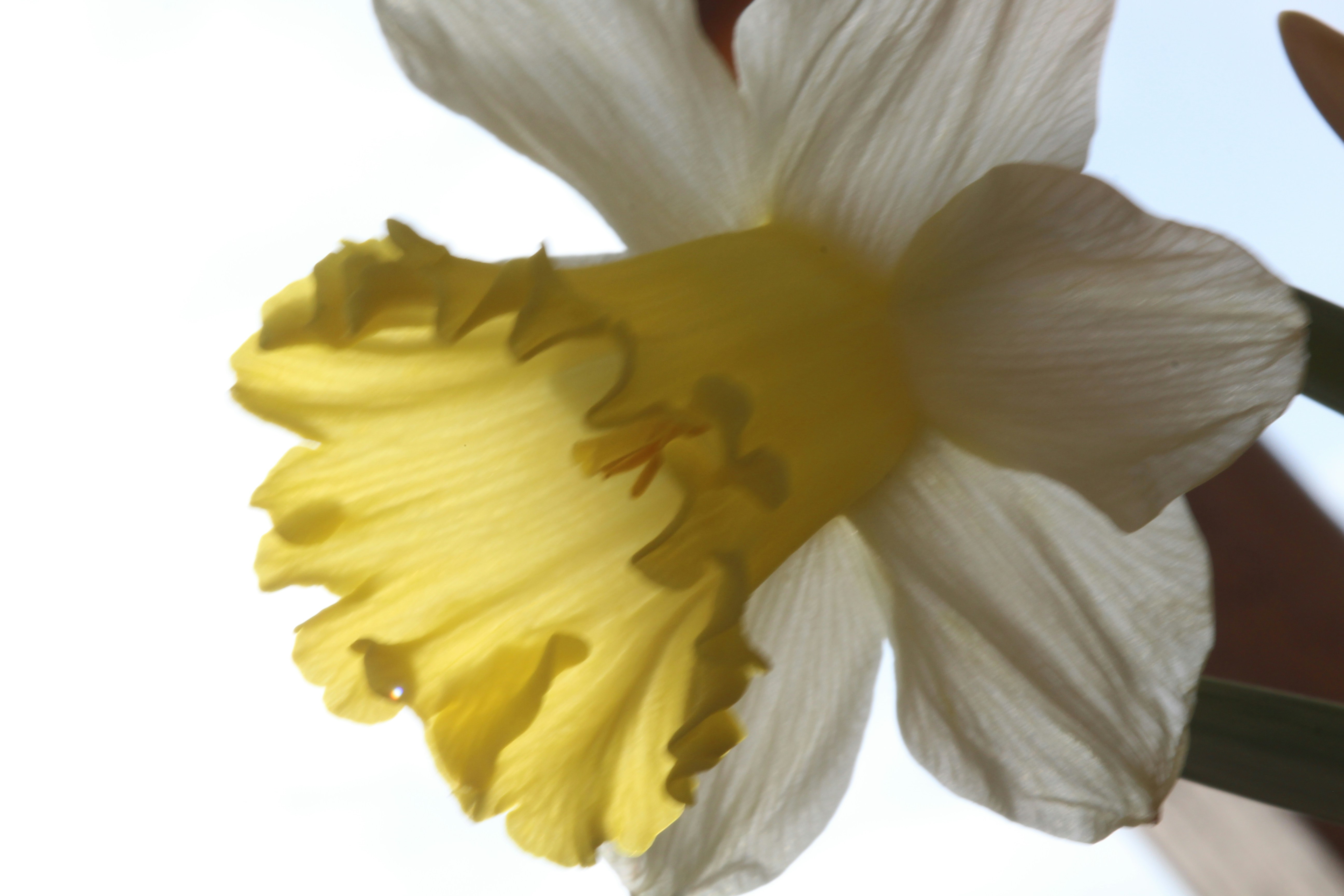 Close-up of a pale yellow daffodil revealing its ruffled trumpet against a bright backdrop
