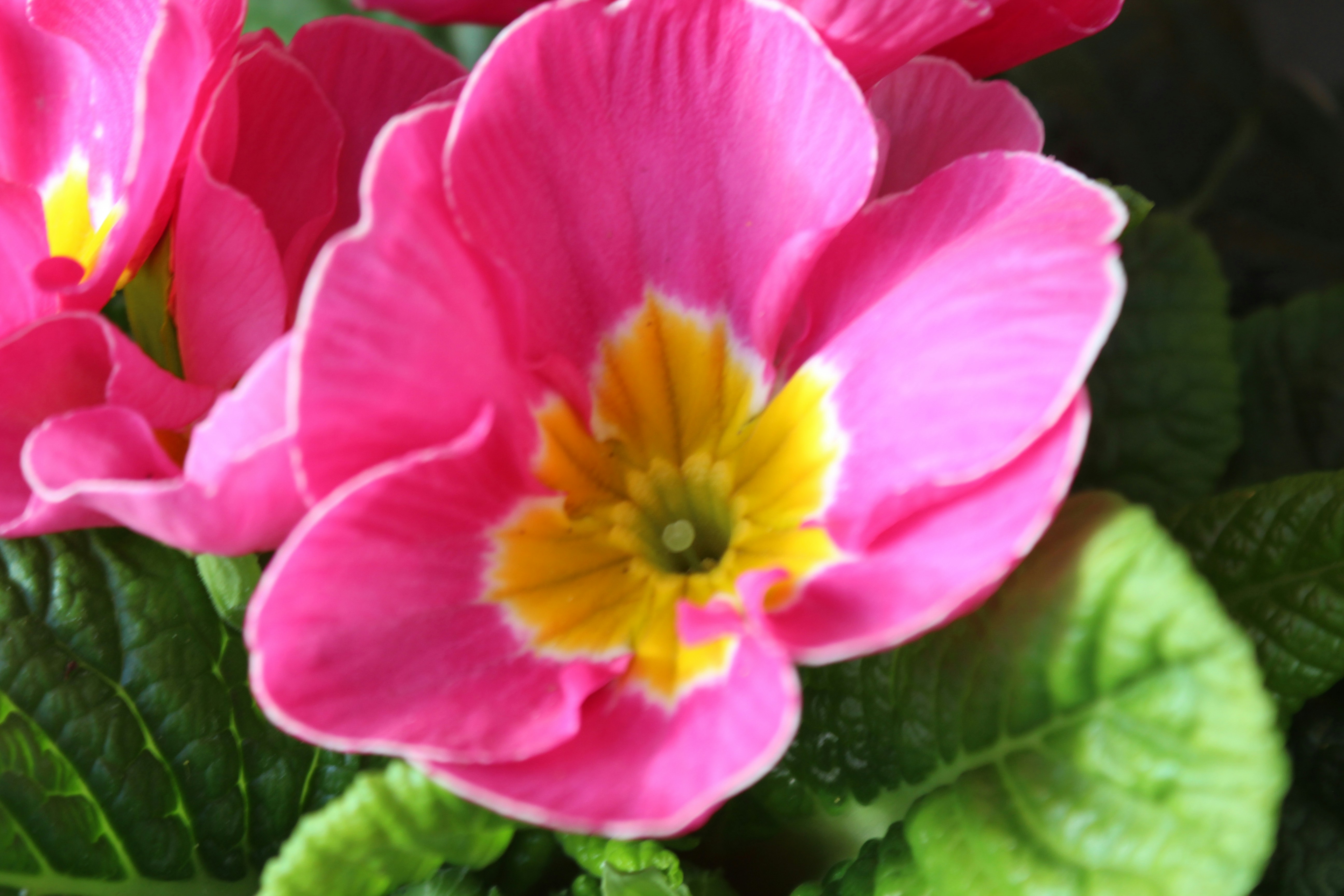 Vibrant pink primrose bloom with bright yellow center amid glossy green leaves, captured as a close-up study of petal texture and color. (Note: photograph features a natural floral subject, not a logo or illustration.)
