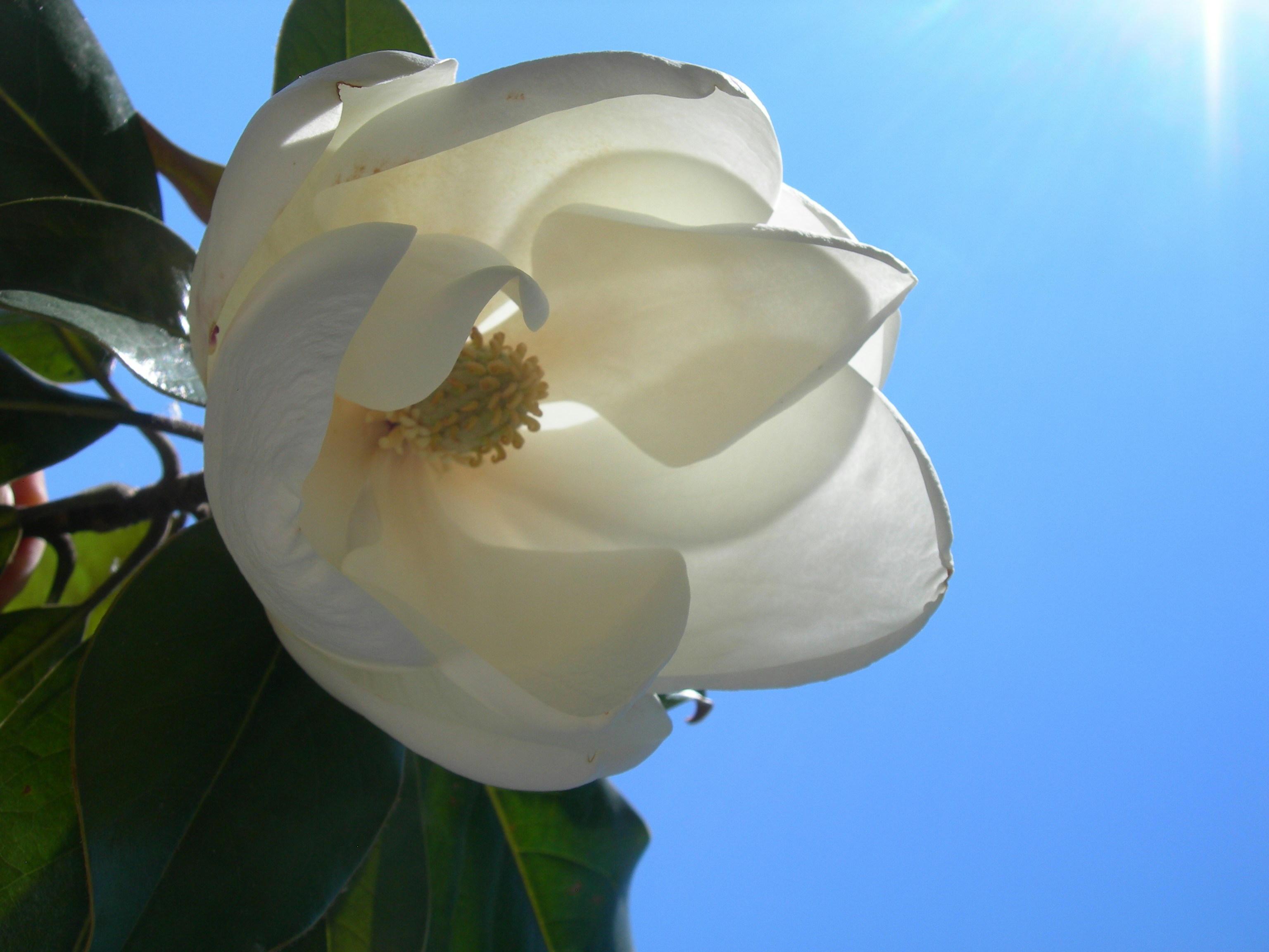 A white magnolia flower against a bright blue sky.