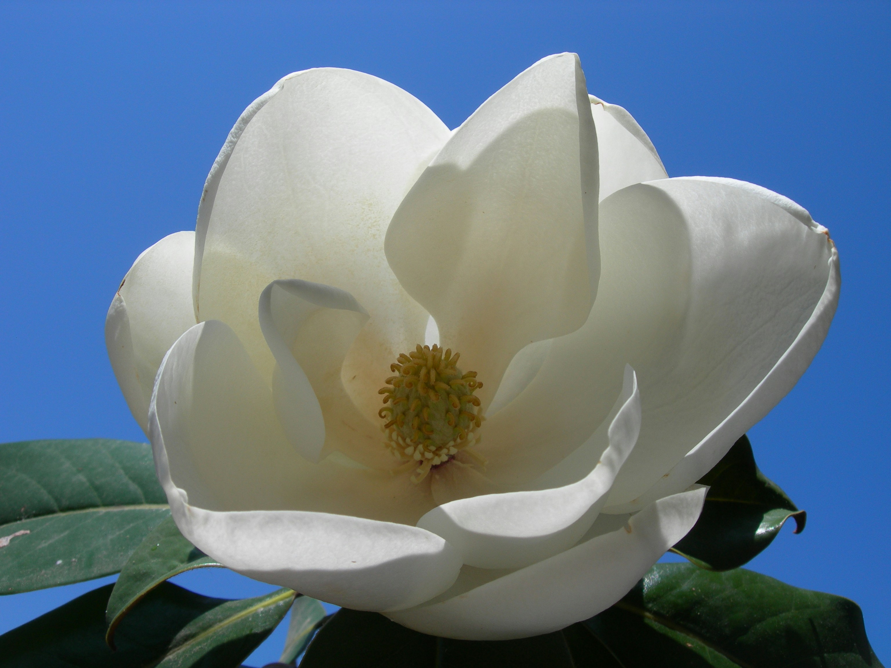 A large white magnolia flower blooms against a blue sky.