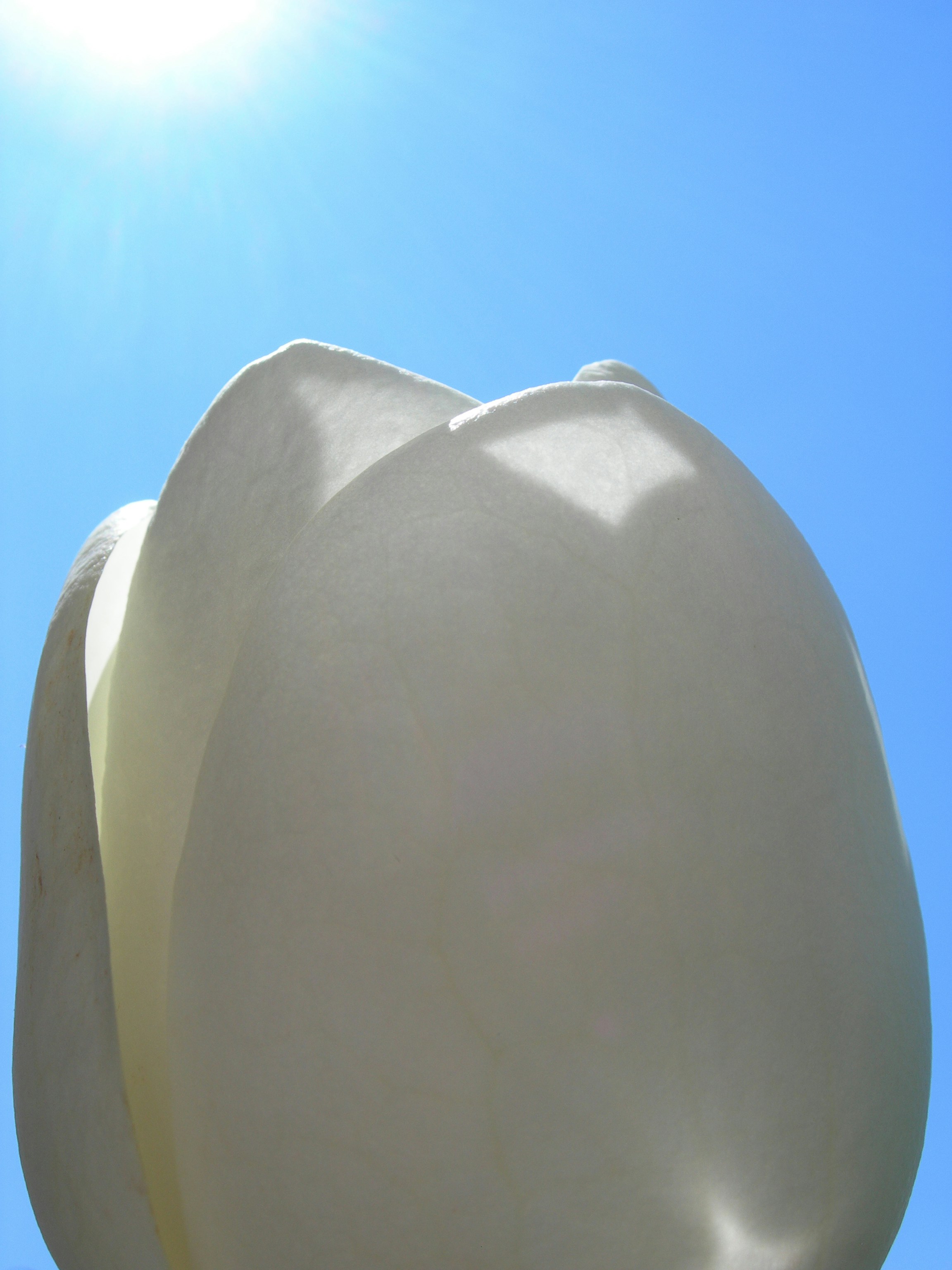 A large white tulip sculpture against a bright blue sky