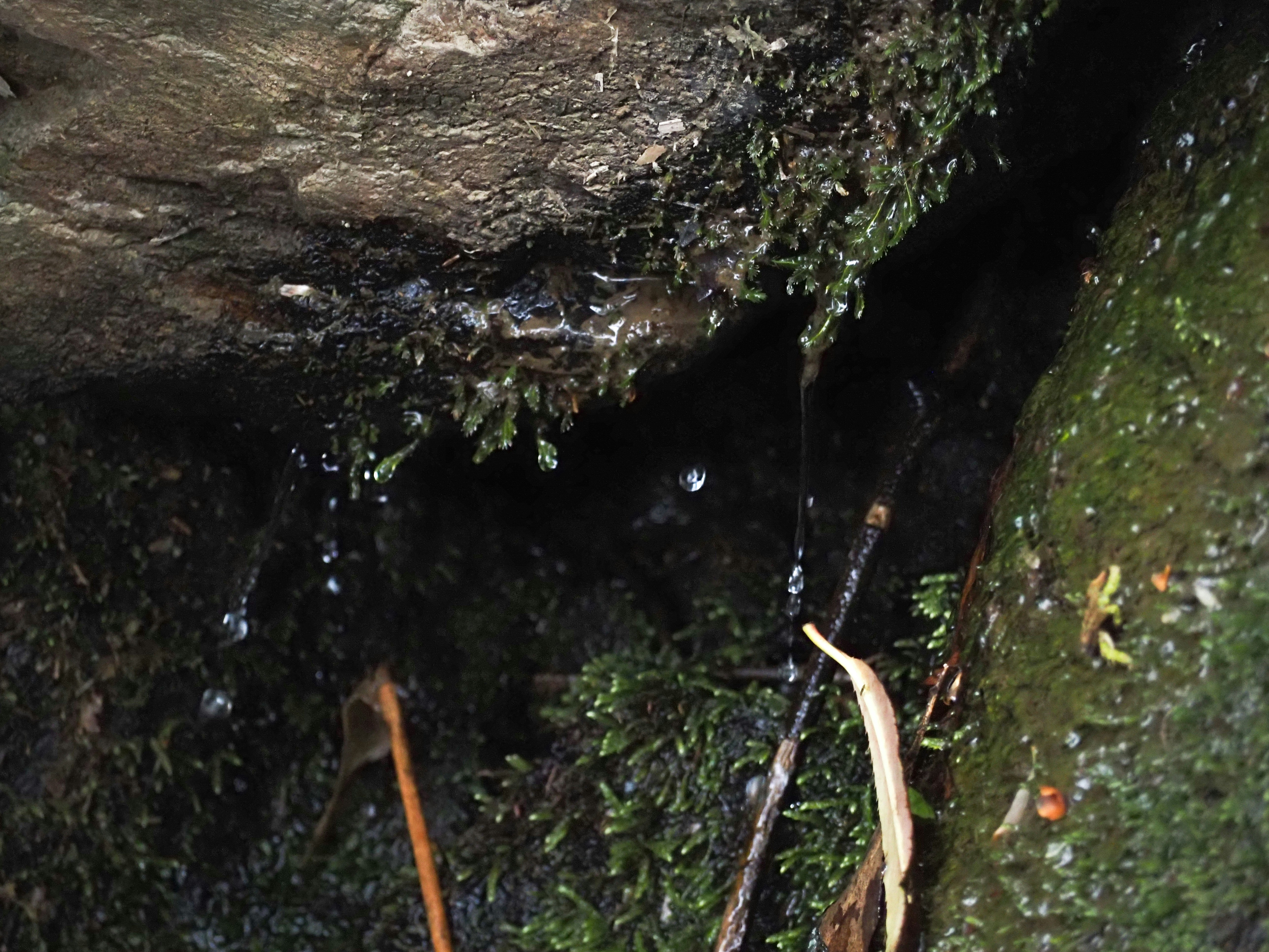 Water dripping from mossy rocks in a dark crevice. photo – Free ...