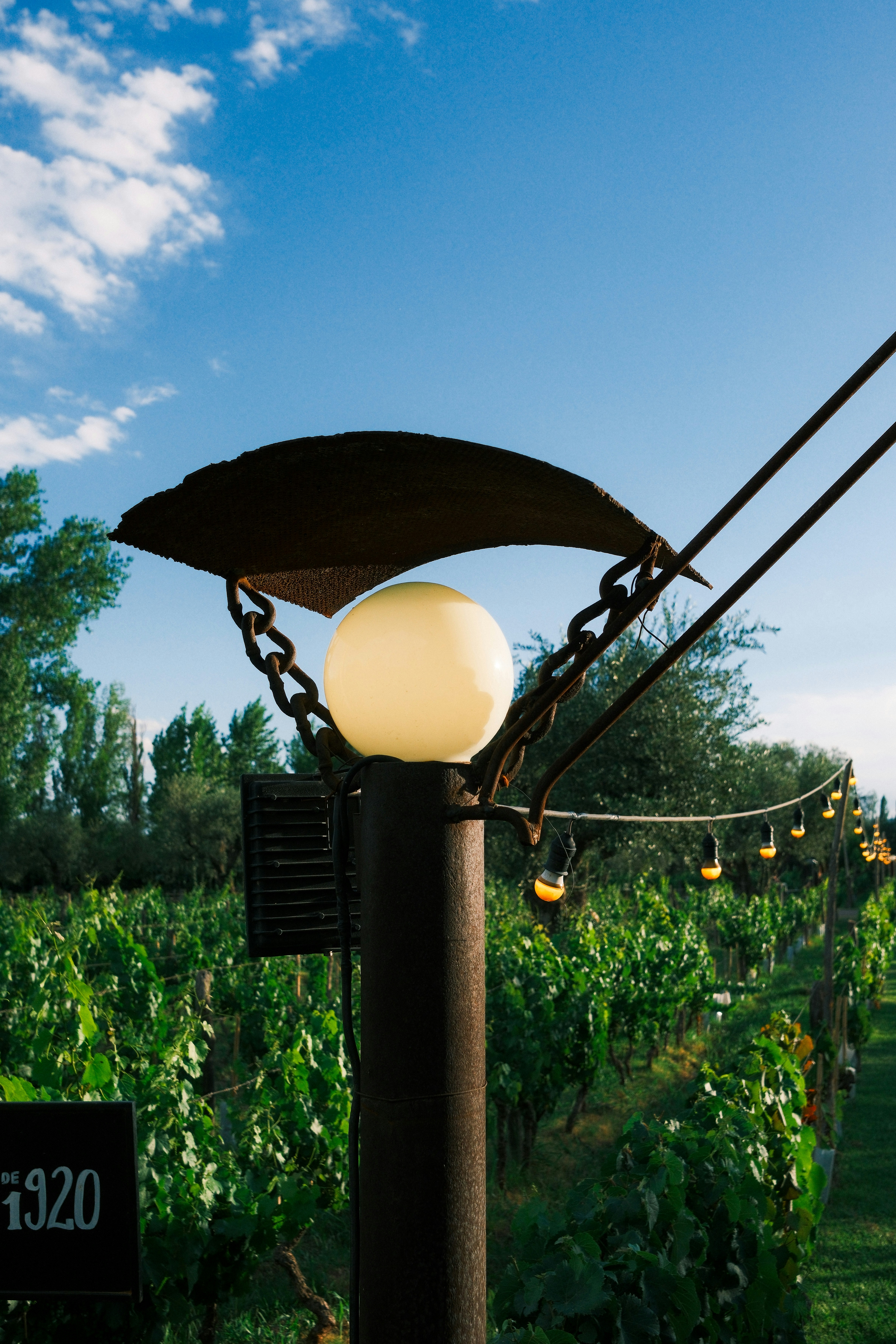 Glow Above the Vineyard: A Vintage Lamp Stands Guard