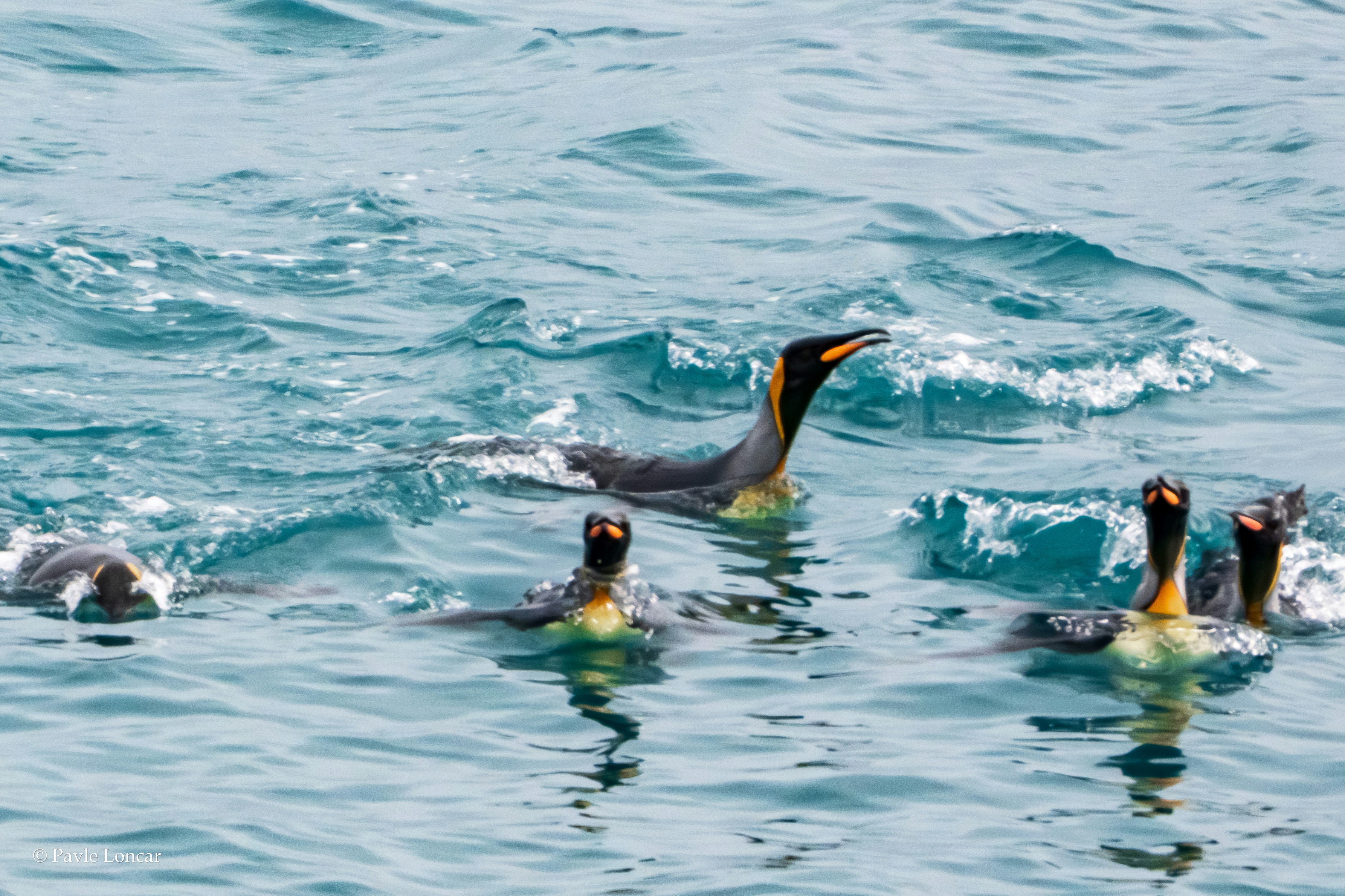 Sea-Wedged Gaze: A Trio of Penguins Rise from Turquoise Surf