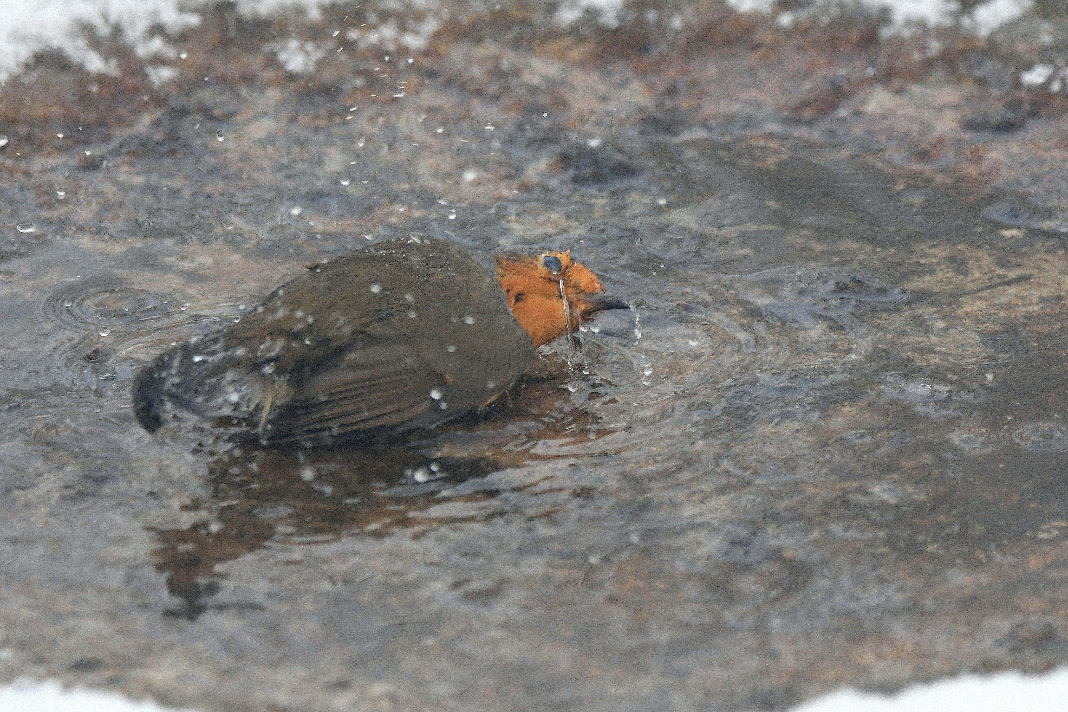 Red-breasted Waterbird in a Melting Ice Pool