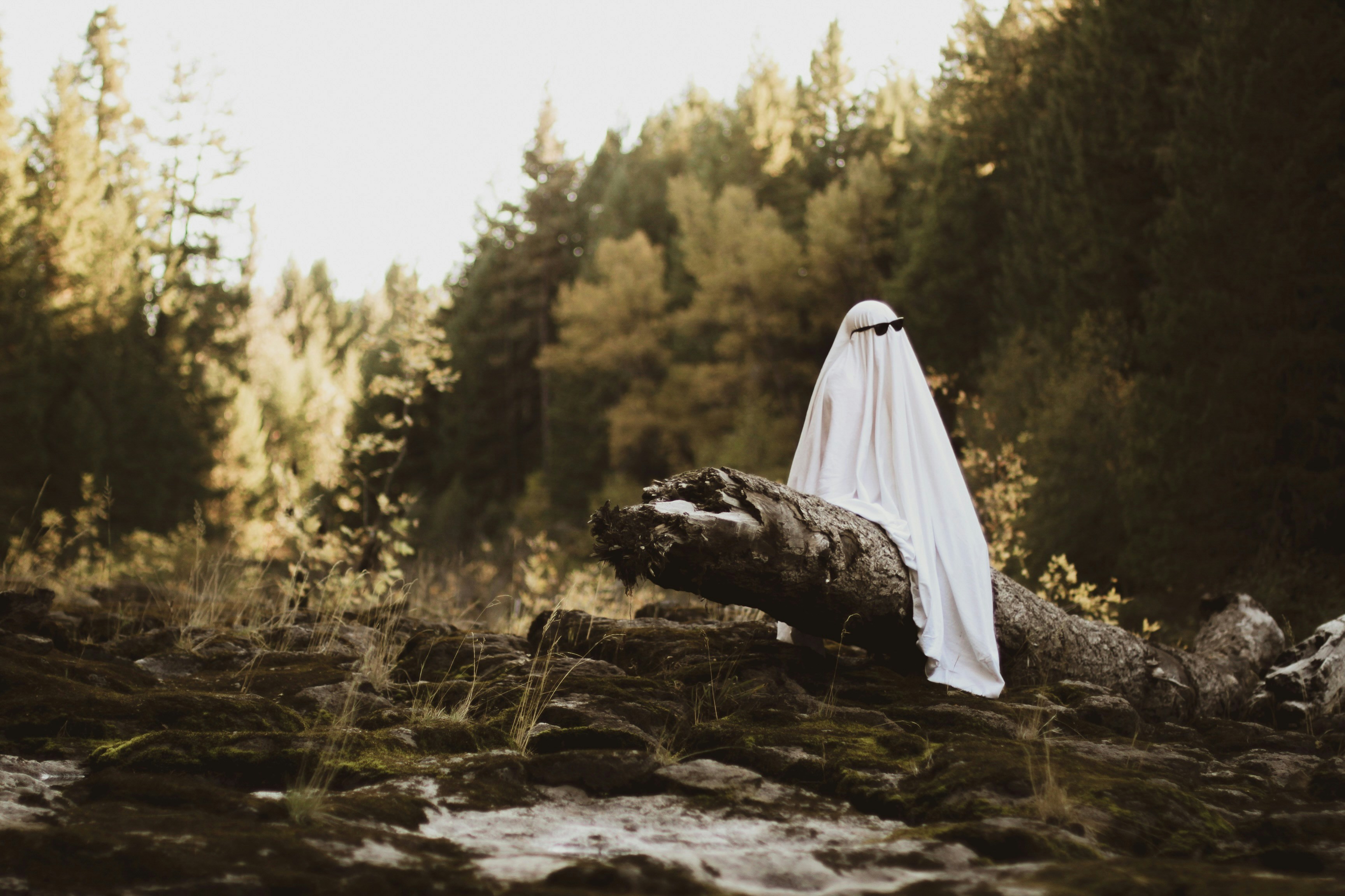 Person in a ghost costume on a fallen tree photo – Free Forest Image on ...