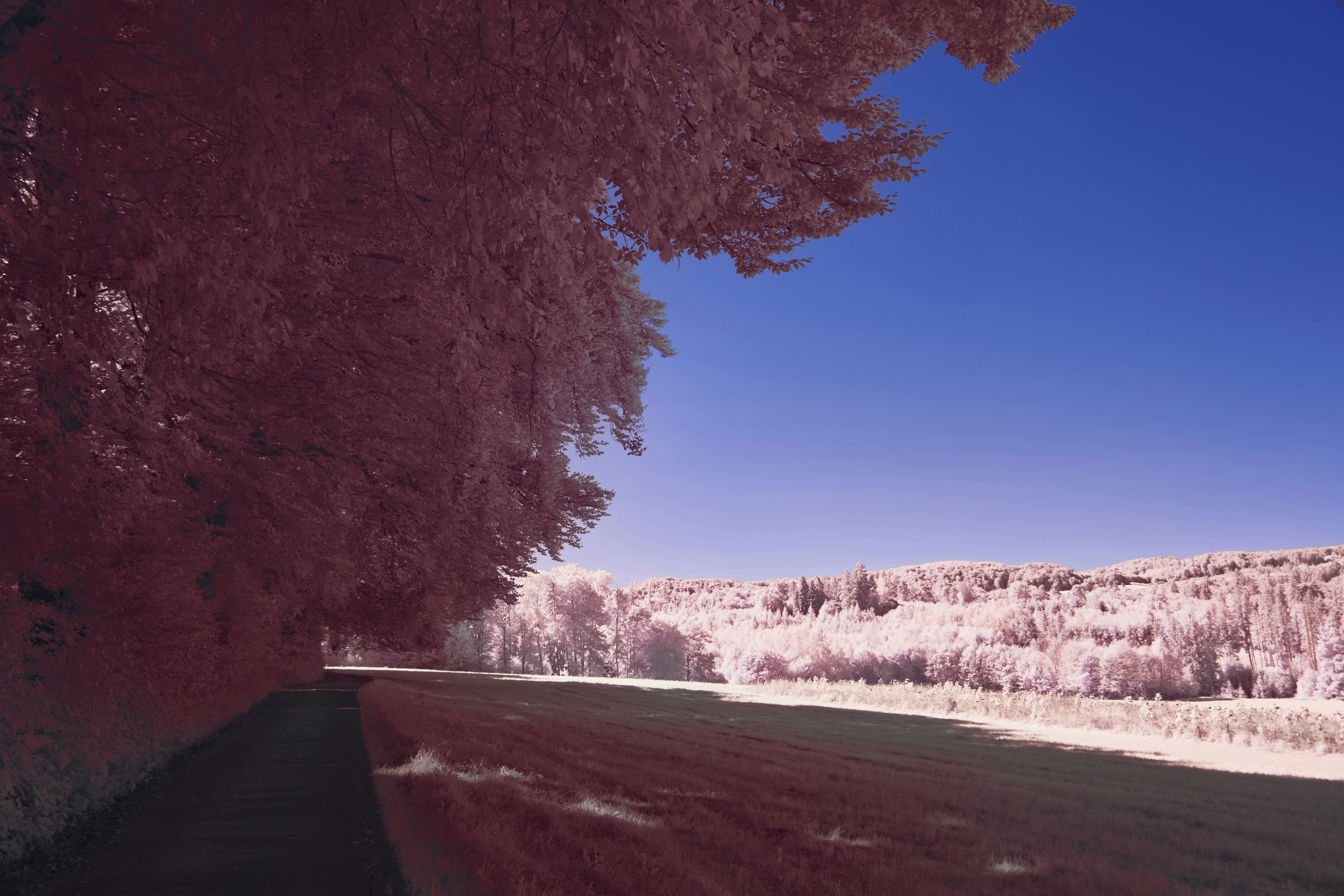 Infrared Tranquility: A Tree-Lined Path under a Neon Sky
