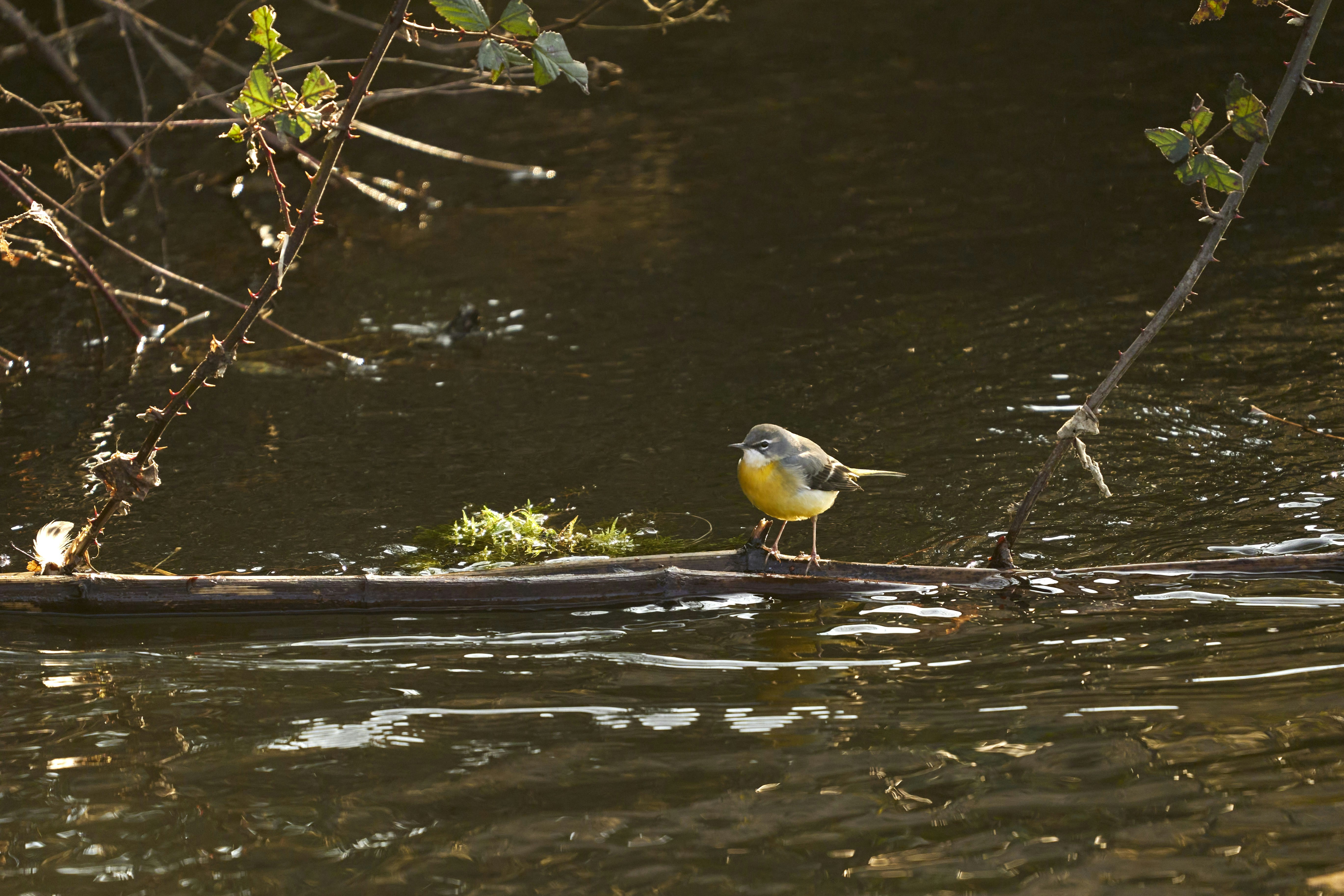 Yellow-bellied Wader on a Log Bridge Over Quiet Water