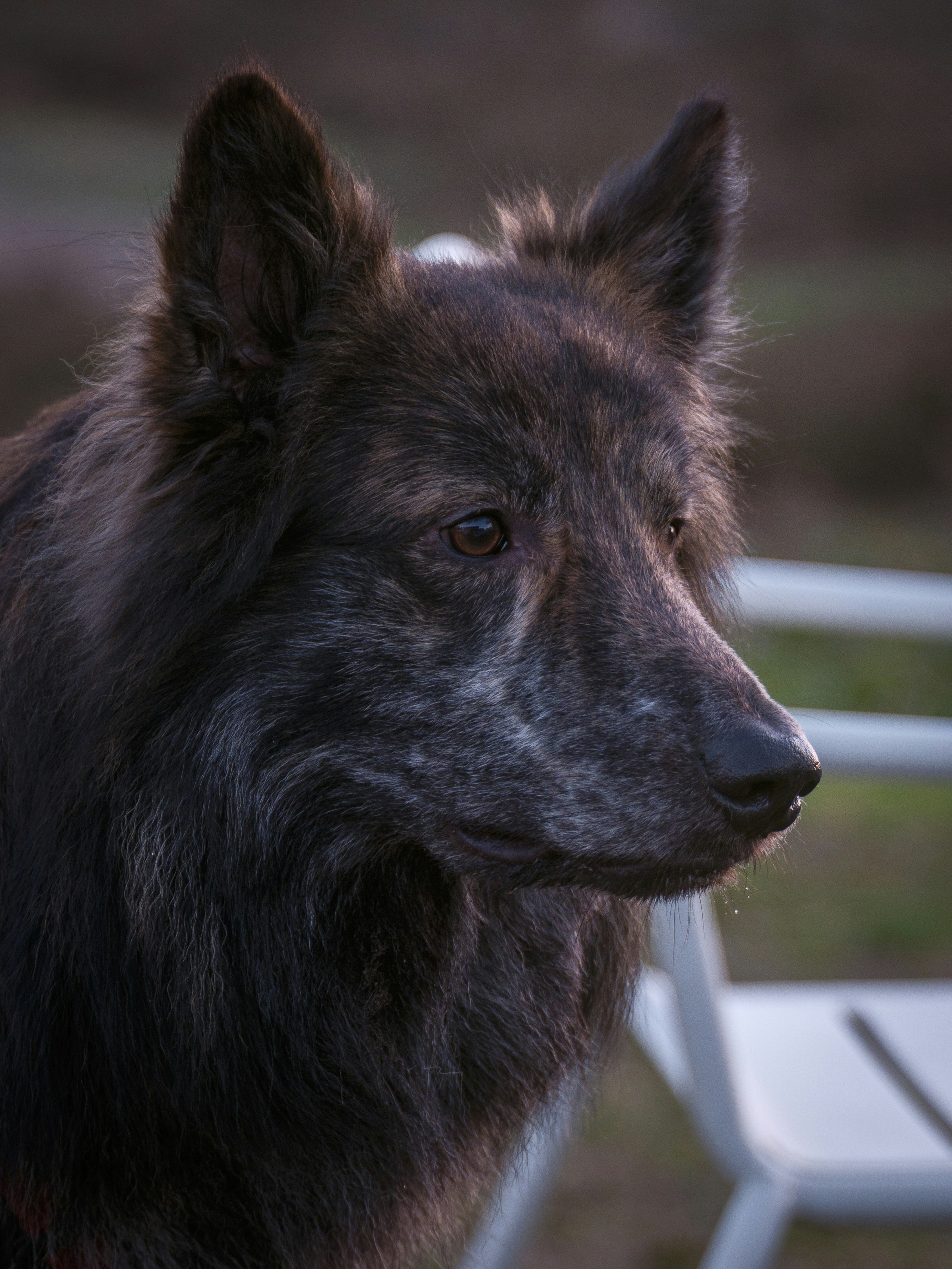 Midday Reverie: A Wolfish Portrait of Quiet Gaze