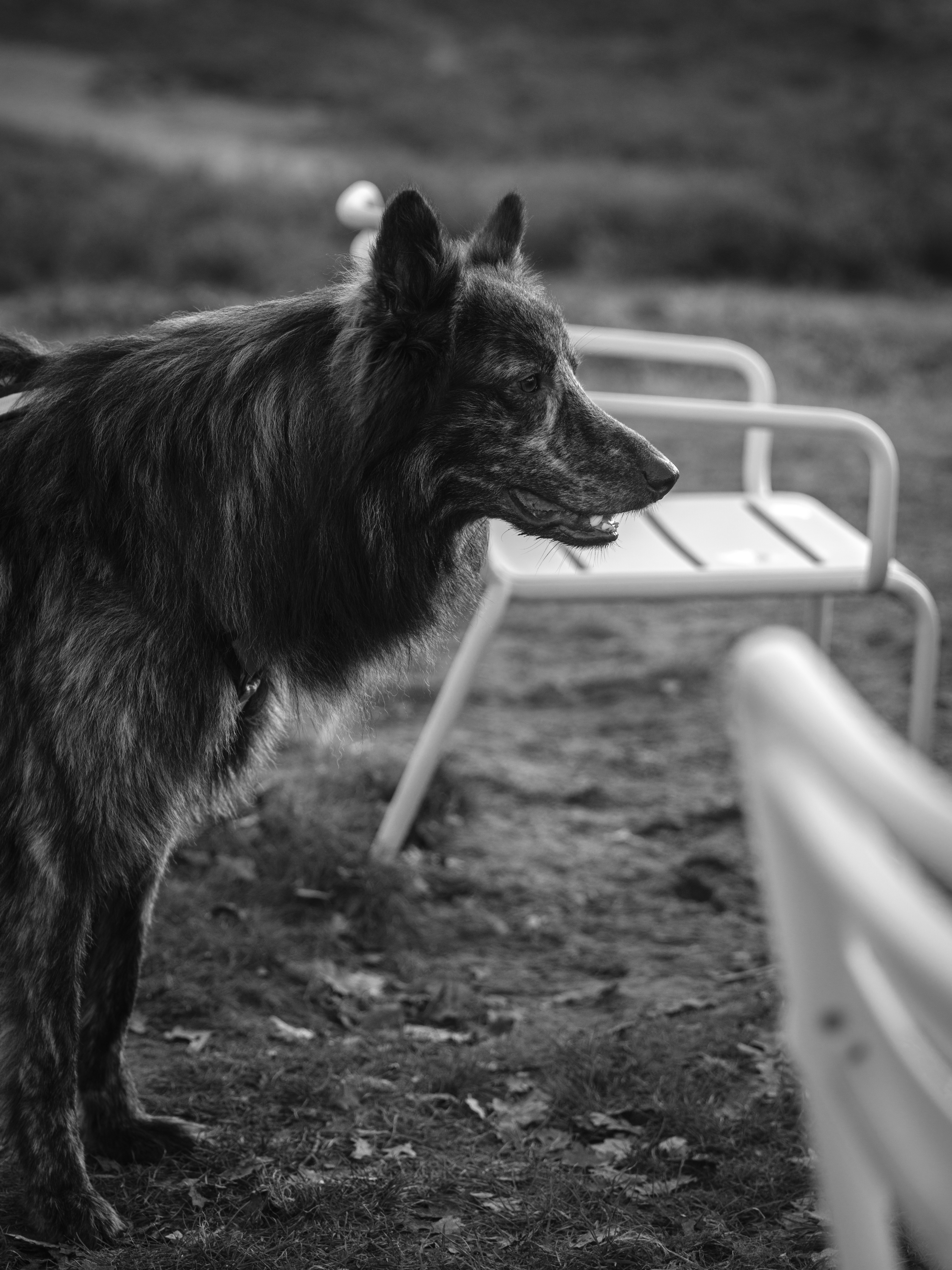 Silent Watcher by the Fence: A Dog in Profile