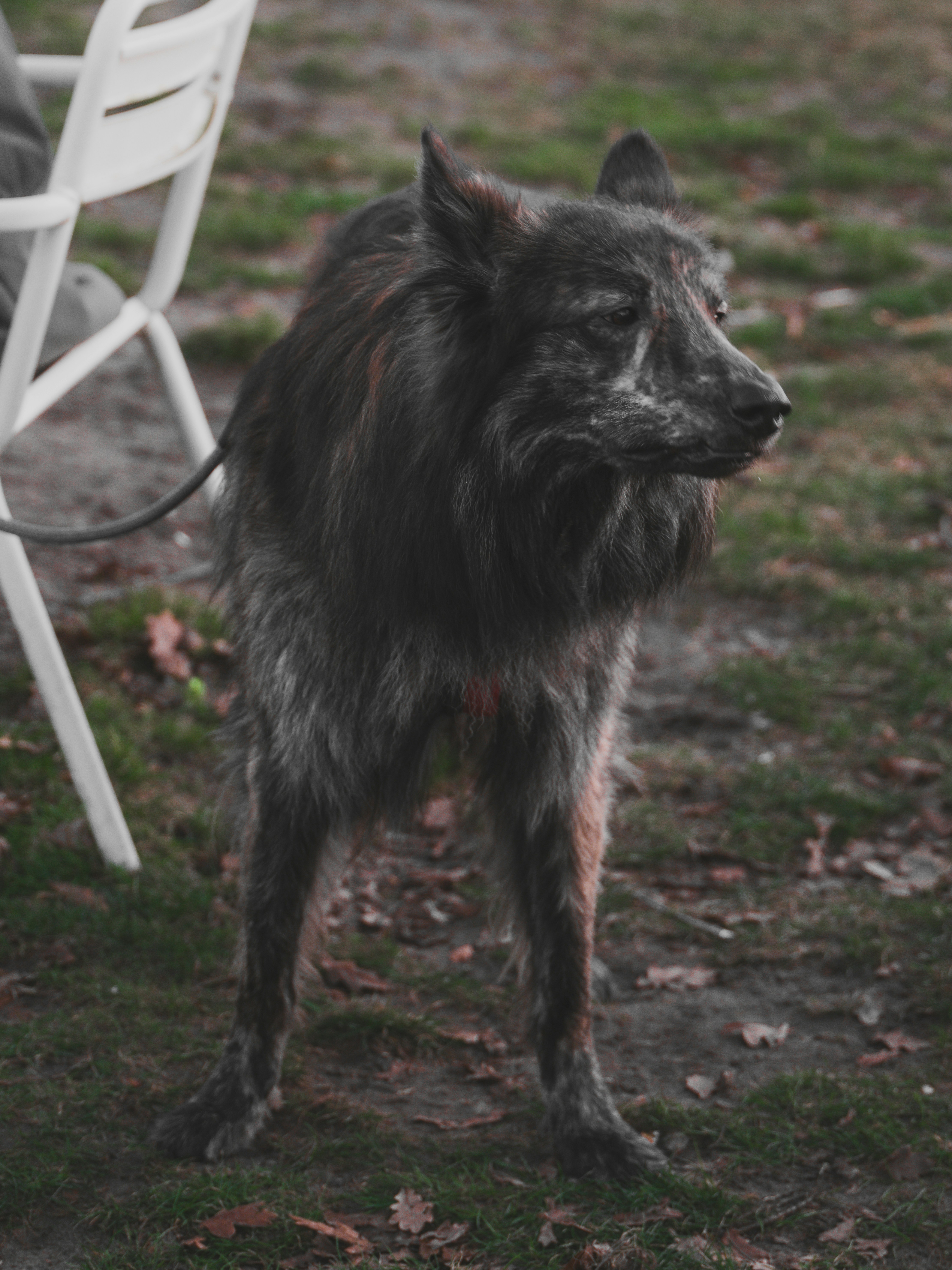 Grizzled Watcher: A Weathered Dog Anchored by Quiet Gaze