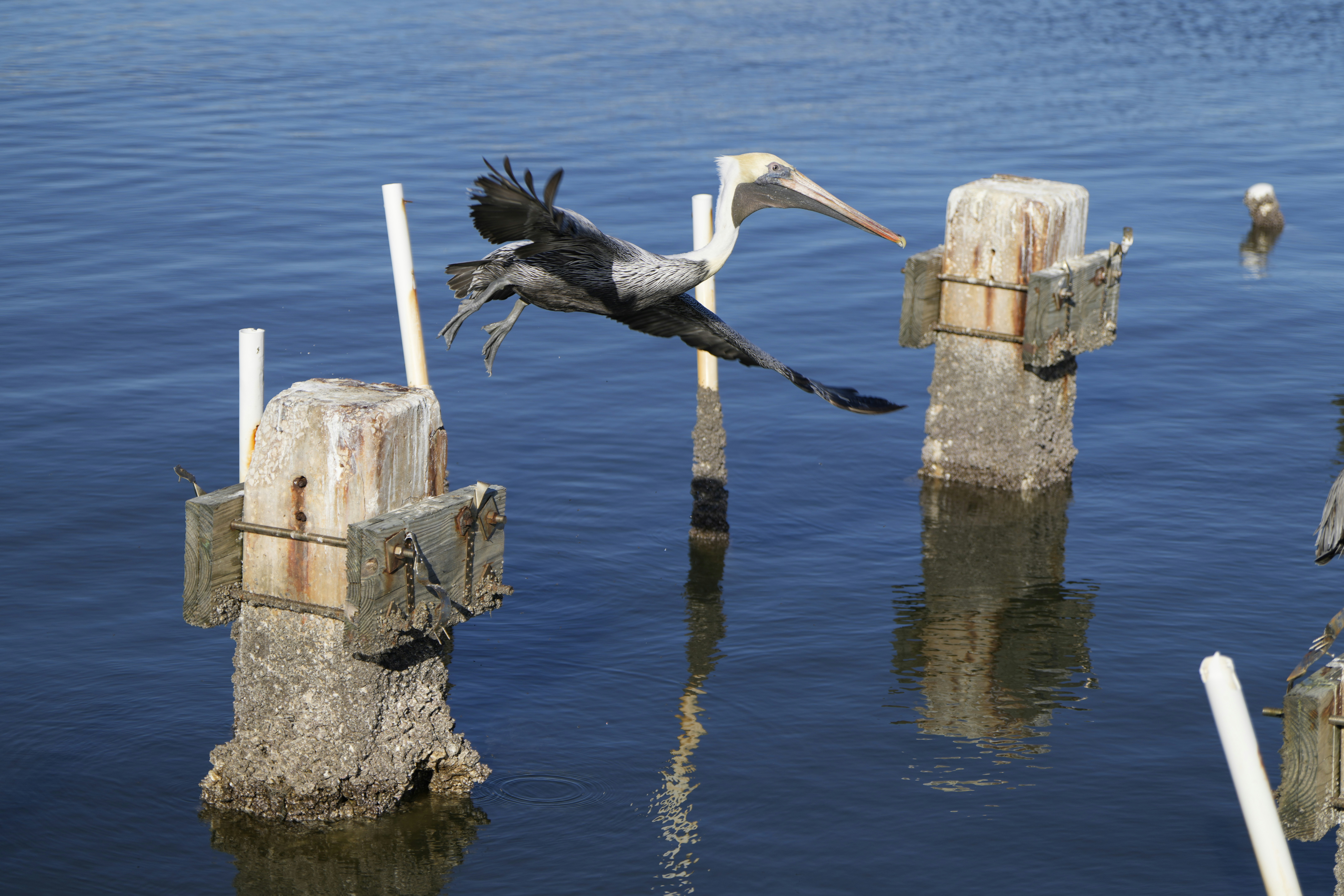 Takeoff Over Aqua Columns: A Pelican’s Midflight Moment