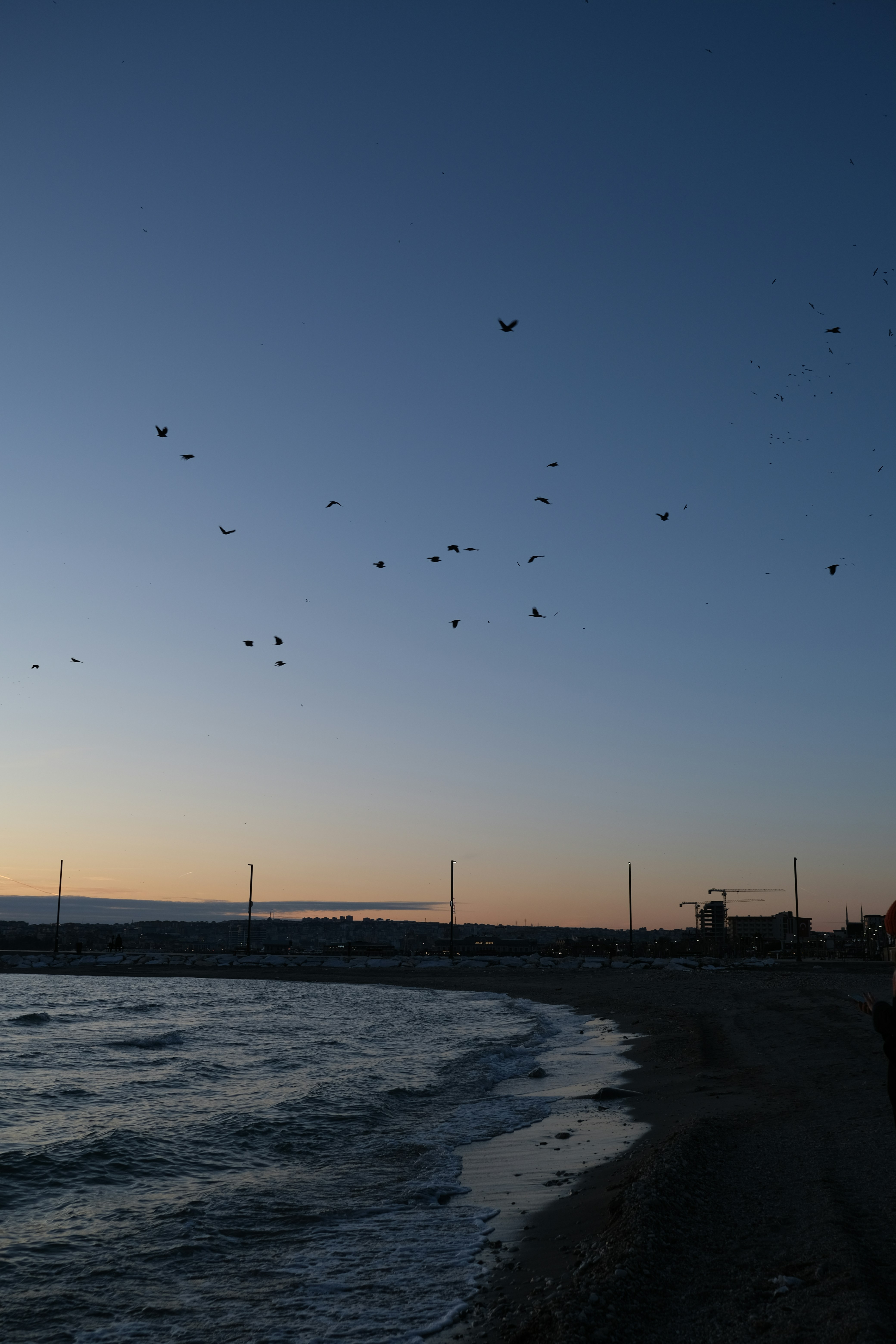 Dusk over the Seaside Horizon with Migrant Chorus