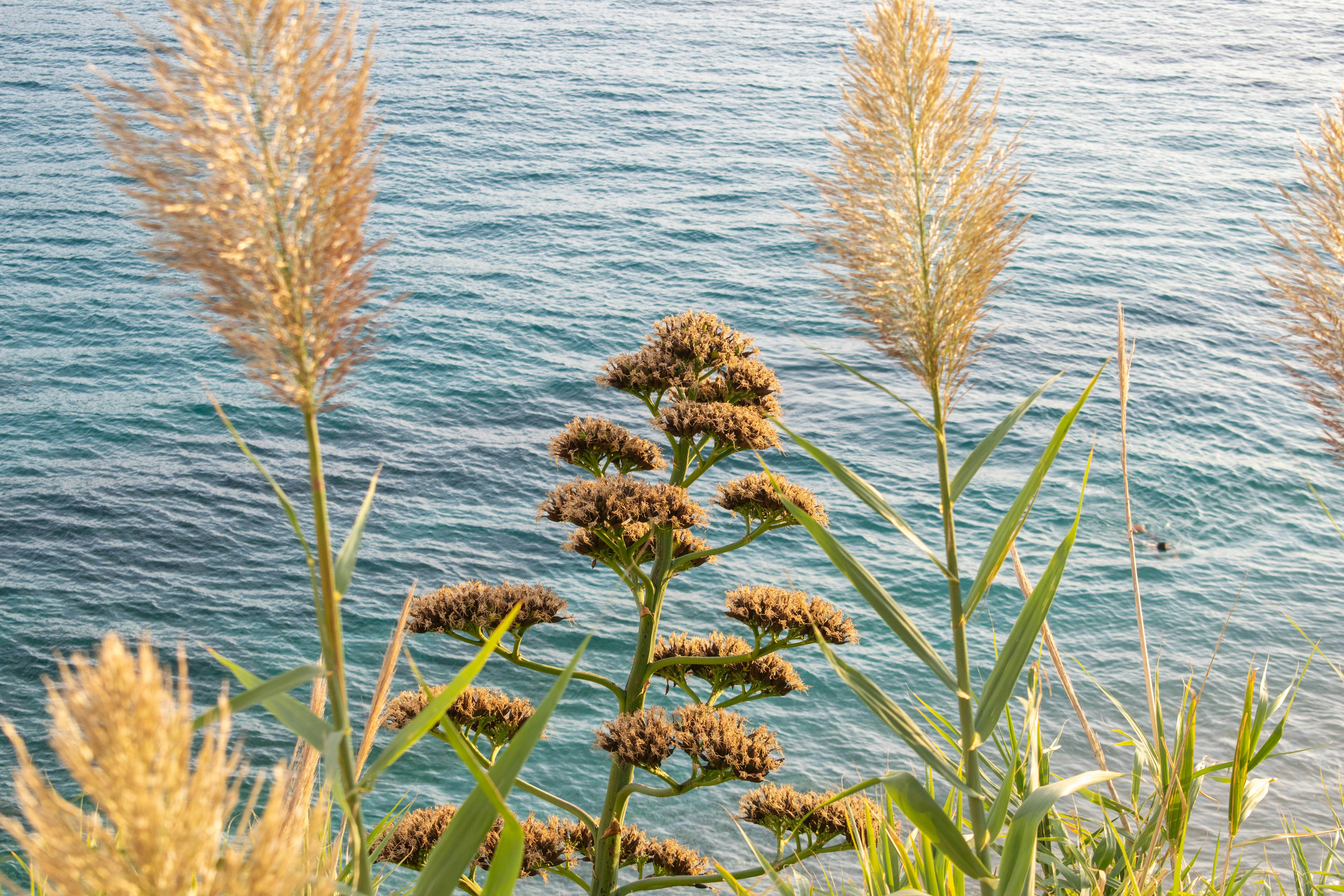Sunlit Reeds by the Quiet Sea