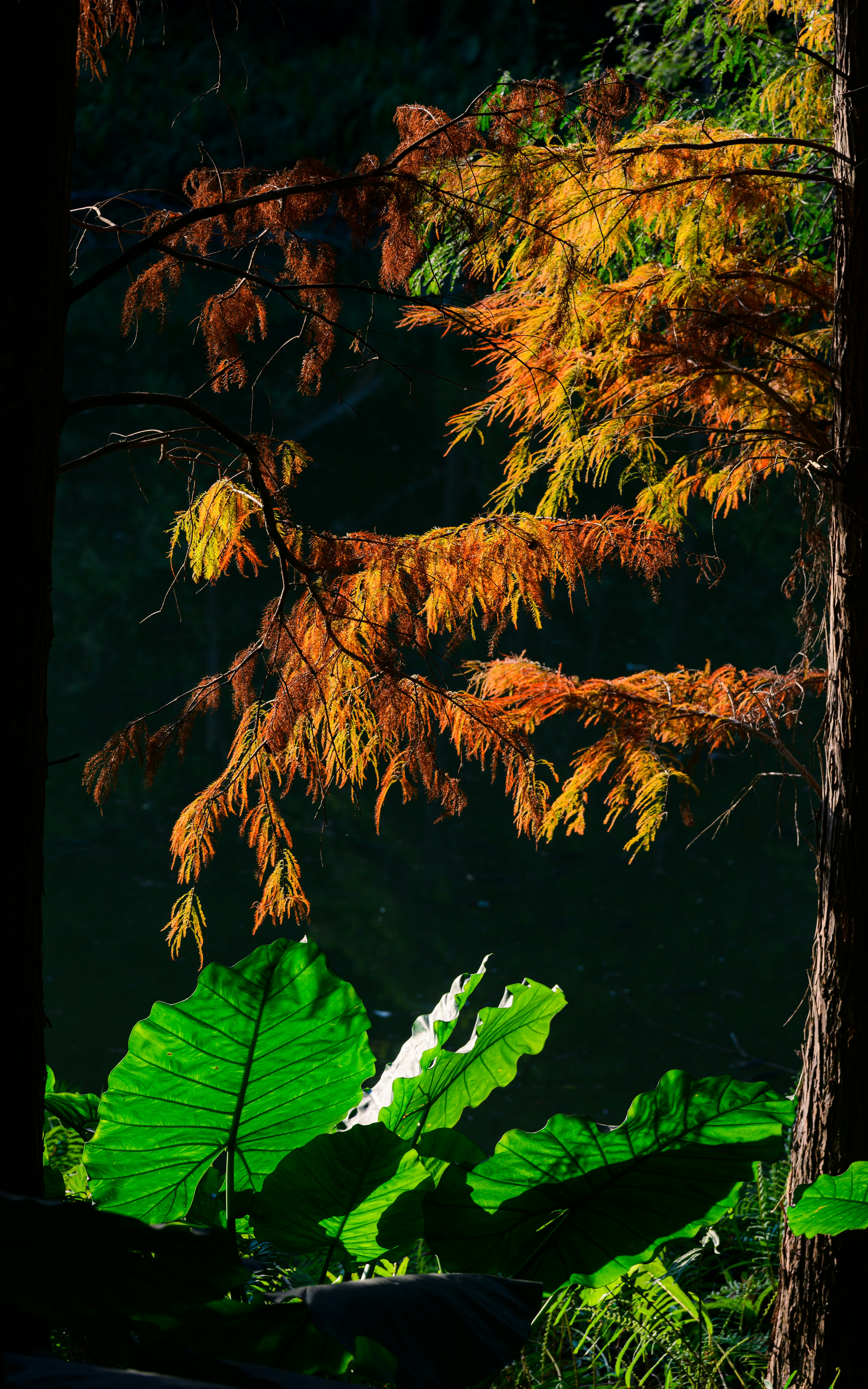 Autumn Aerial: Sunlit Ferns Framing a Dark Forest