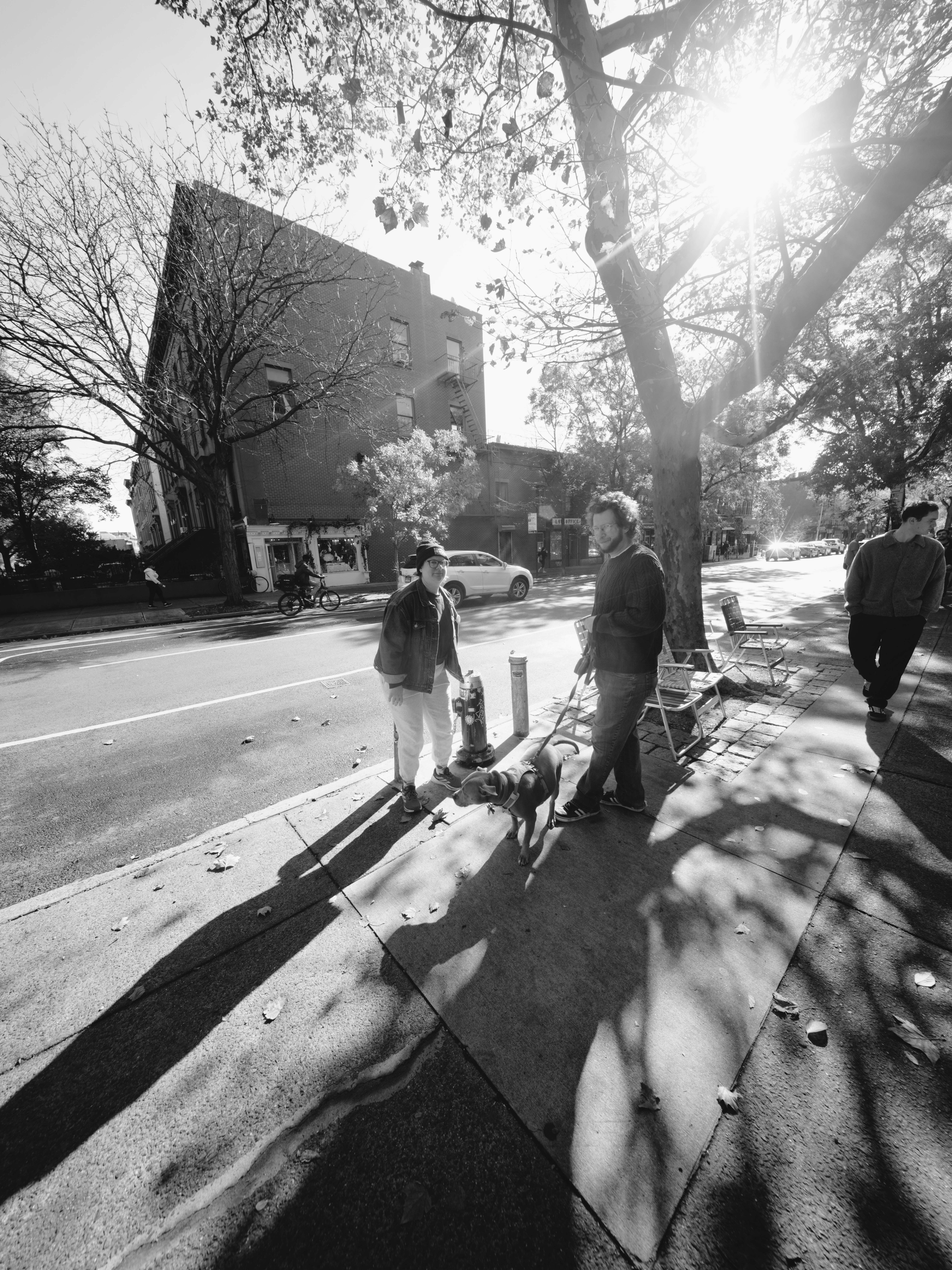 Urban Stroll: Sunlight, Shadow, and a Dog on the Sidewalk