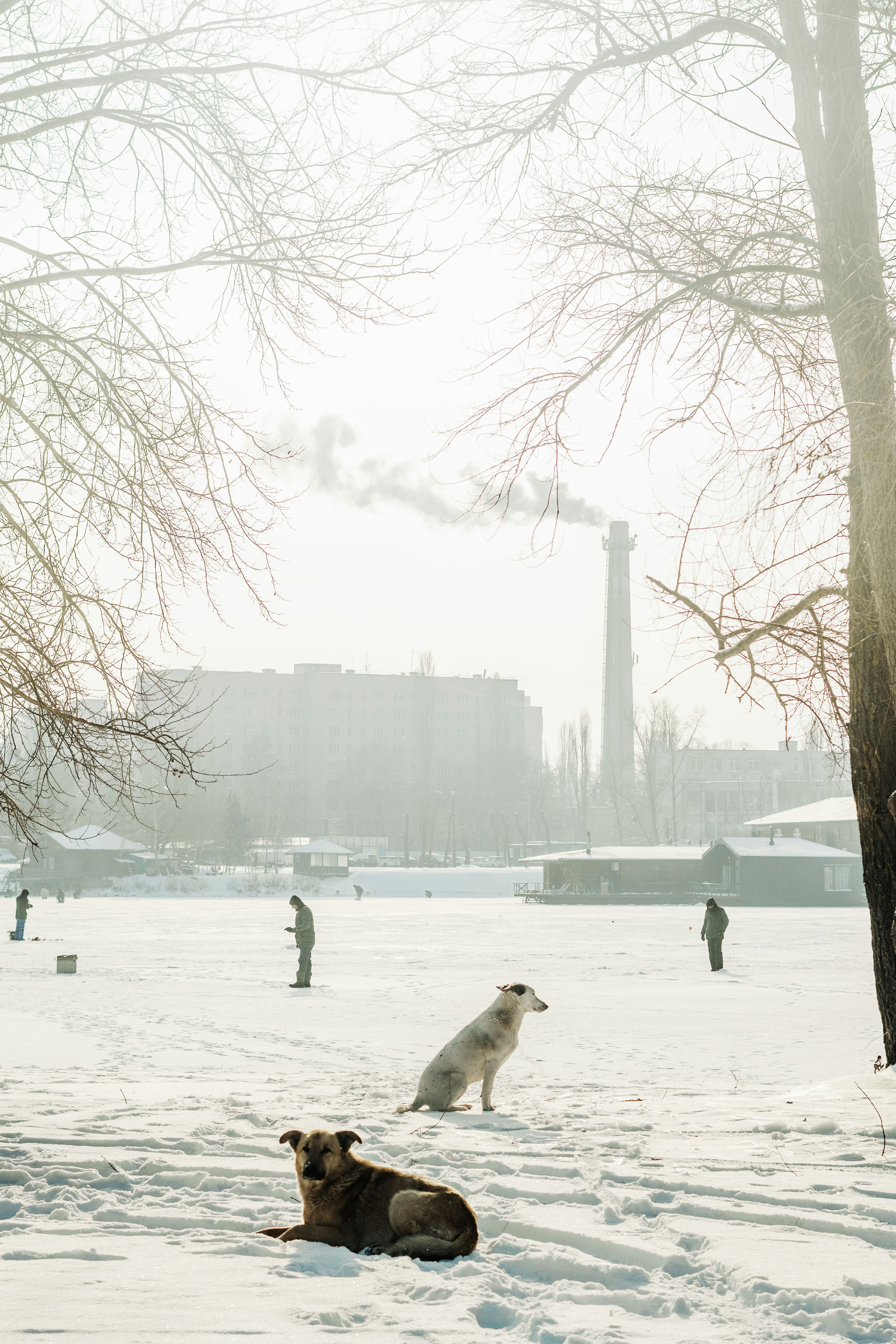 Snowbound Park: A Pair of Dogs Beneath an Industrial Skyline