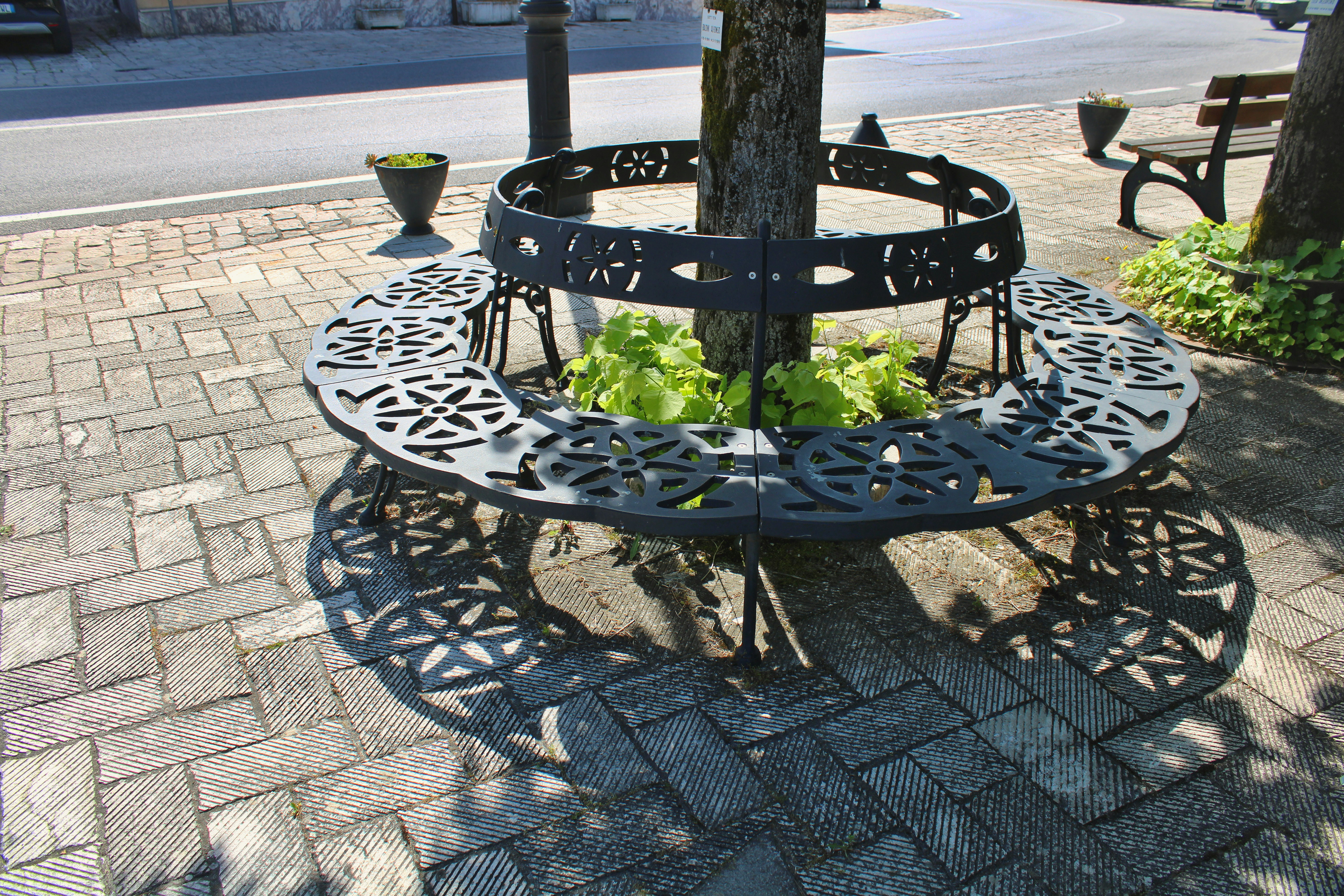 Shadowed Garden Seat: Sunlit Disk Embracing a Tree in the Town Square