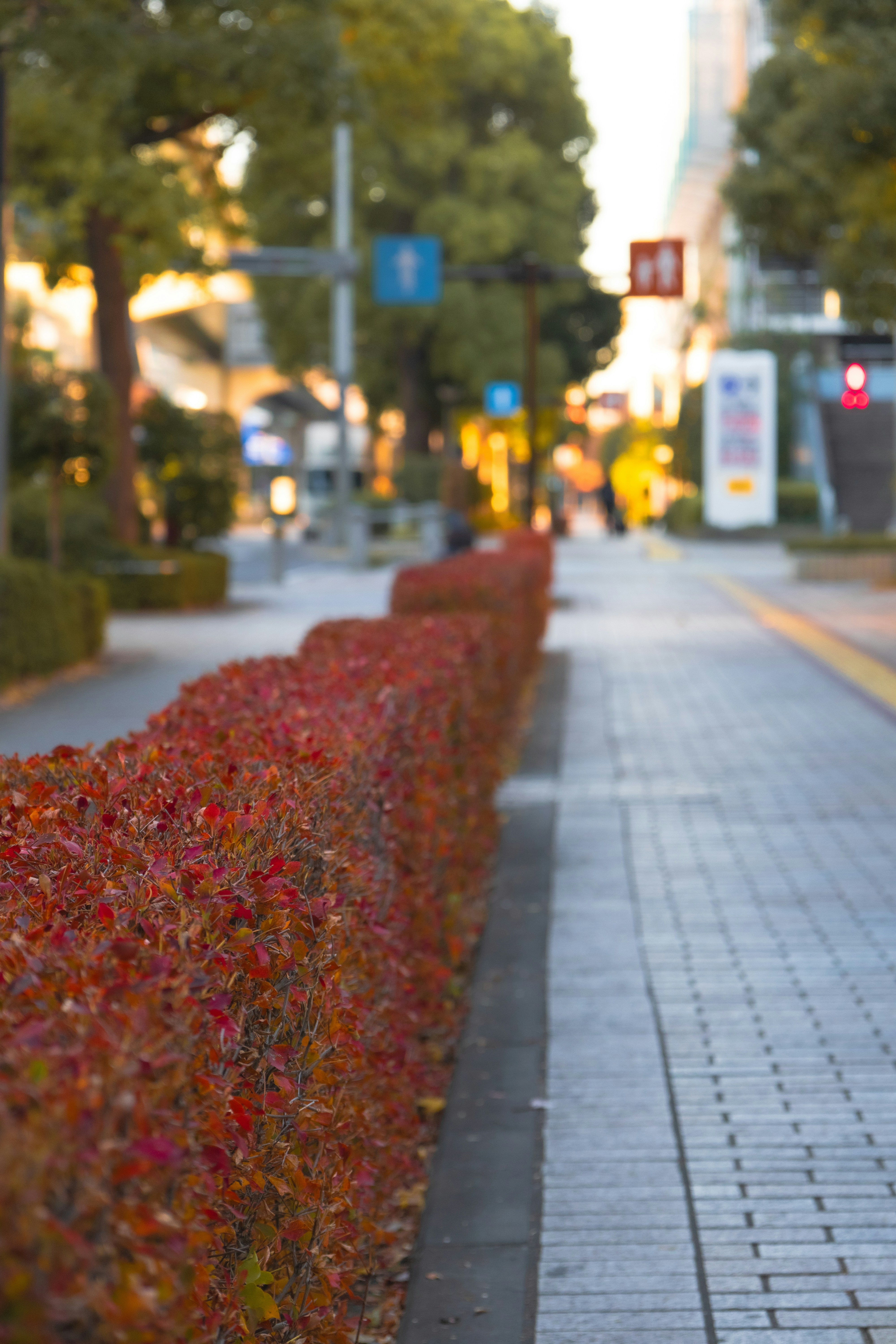 A Quiet Avenue Framed by Autumn Hedges