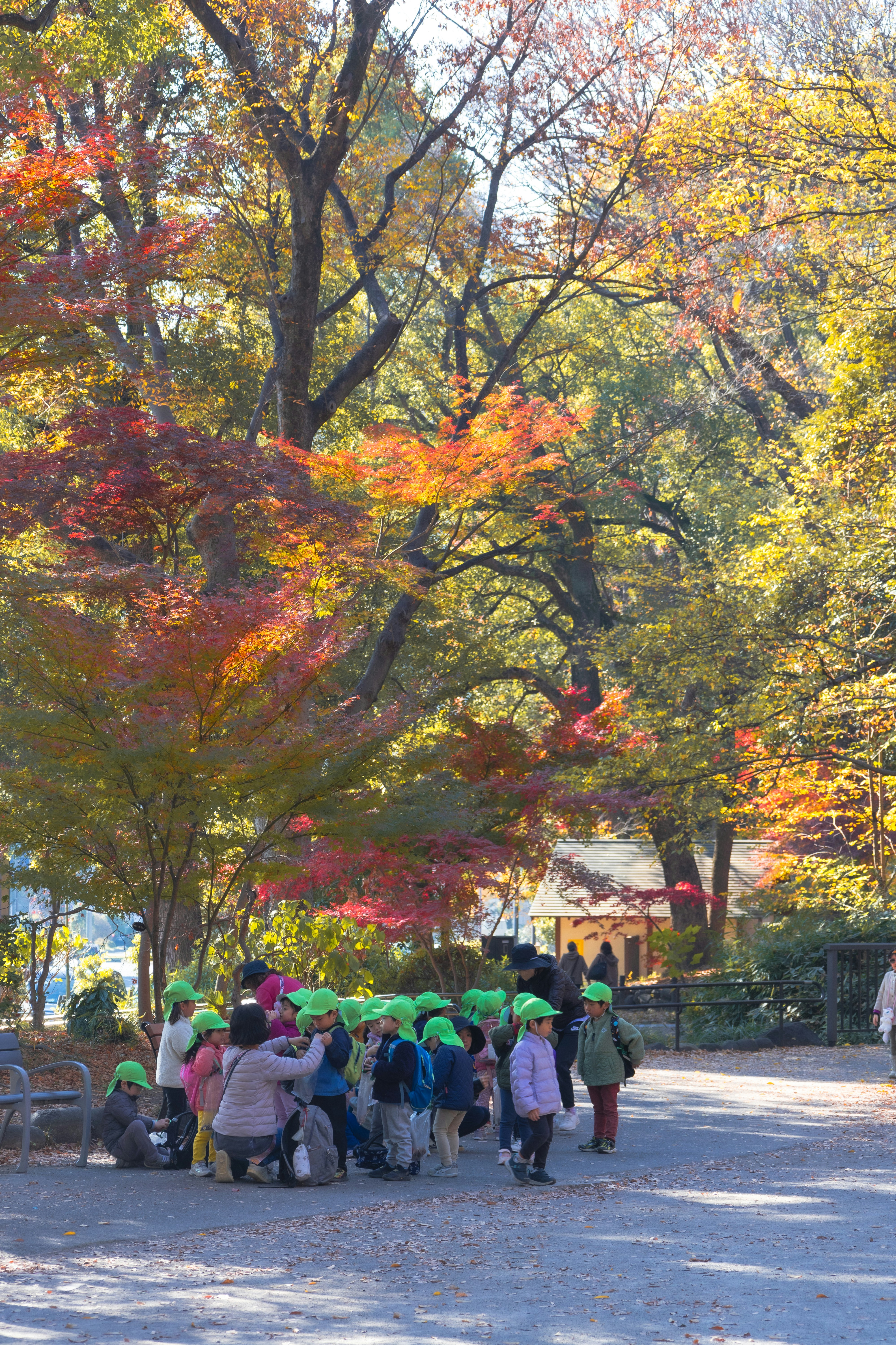 Autumn Assembly: A Sunny Group of Kids Under Maple Canopy