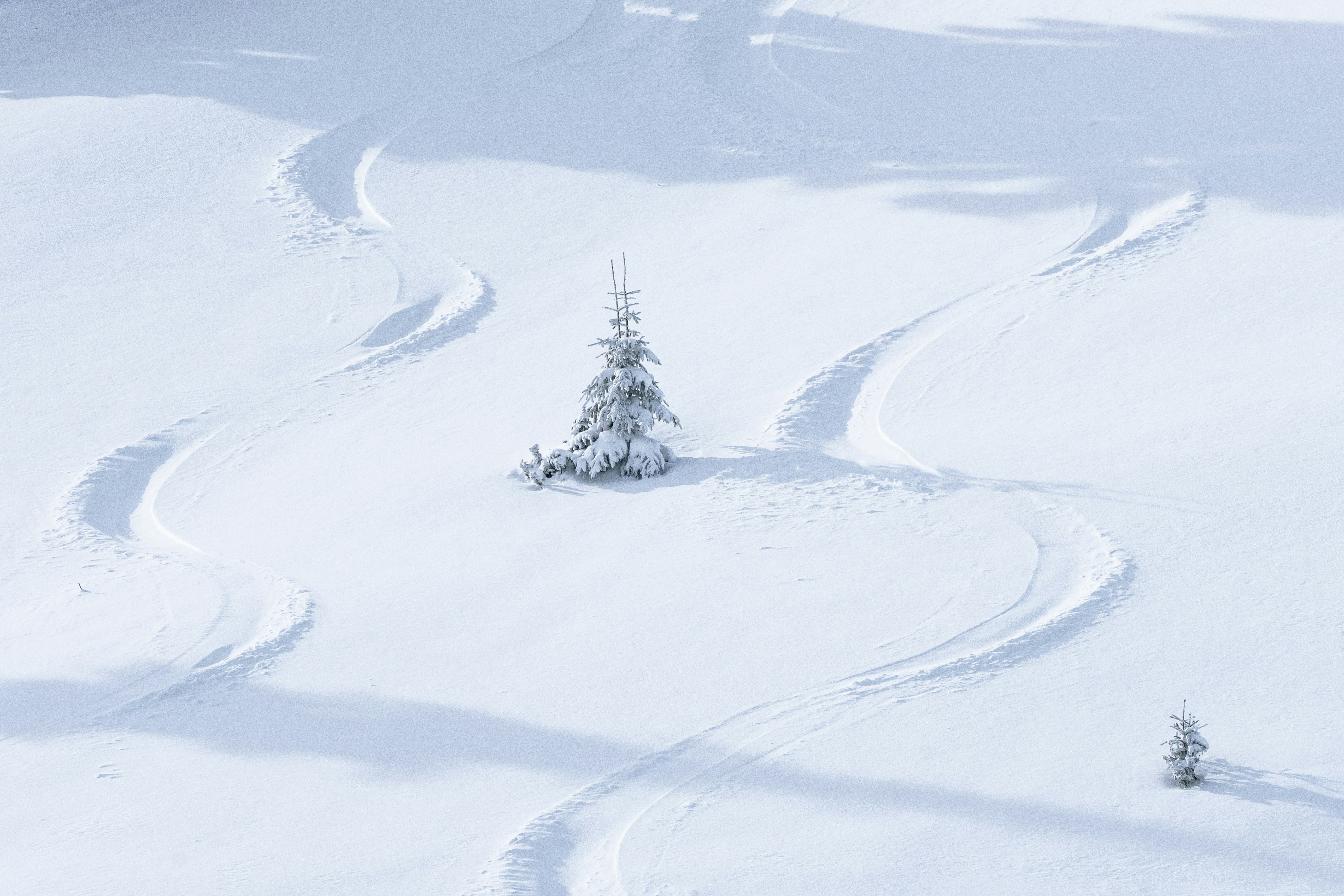 Pista nevada de montaña con pistas de esquí y pinos foto – Imagen de ...