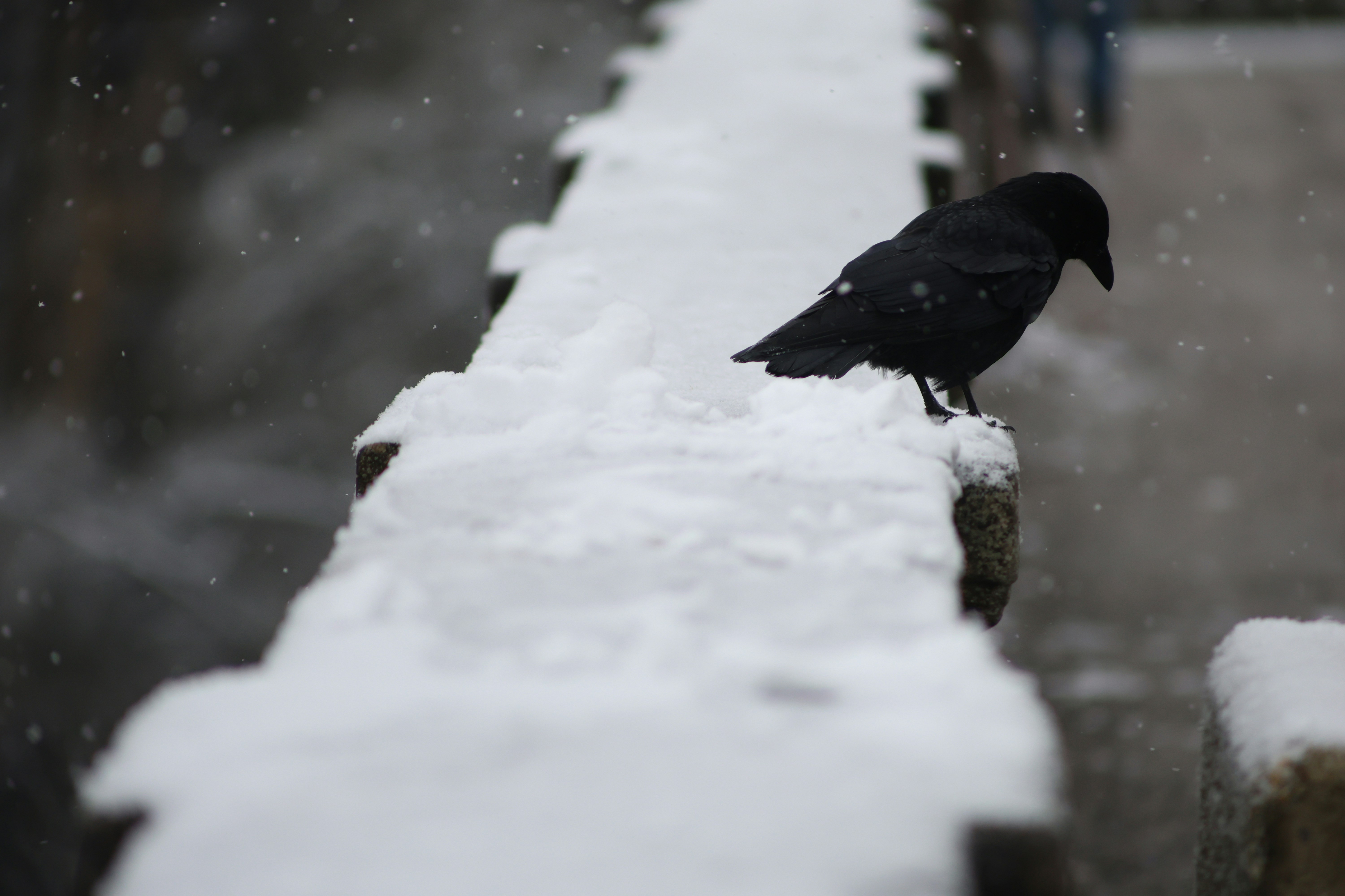 Snowbound Crow on a Snow-Capped Rail