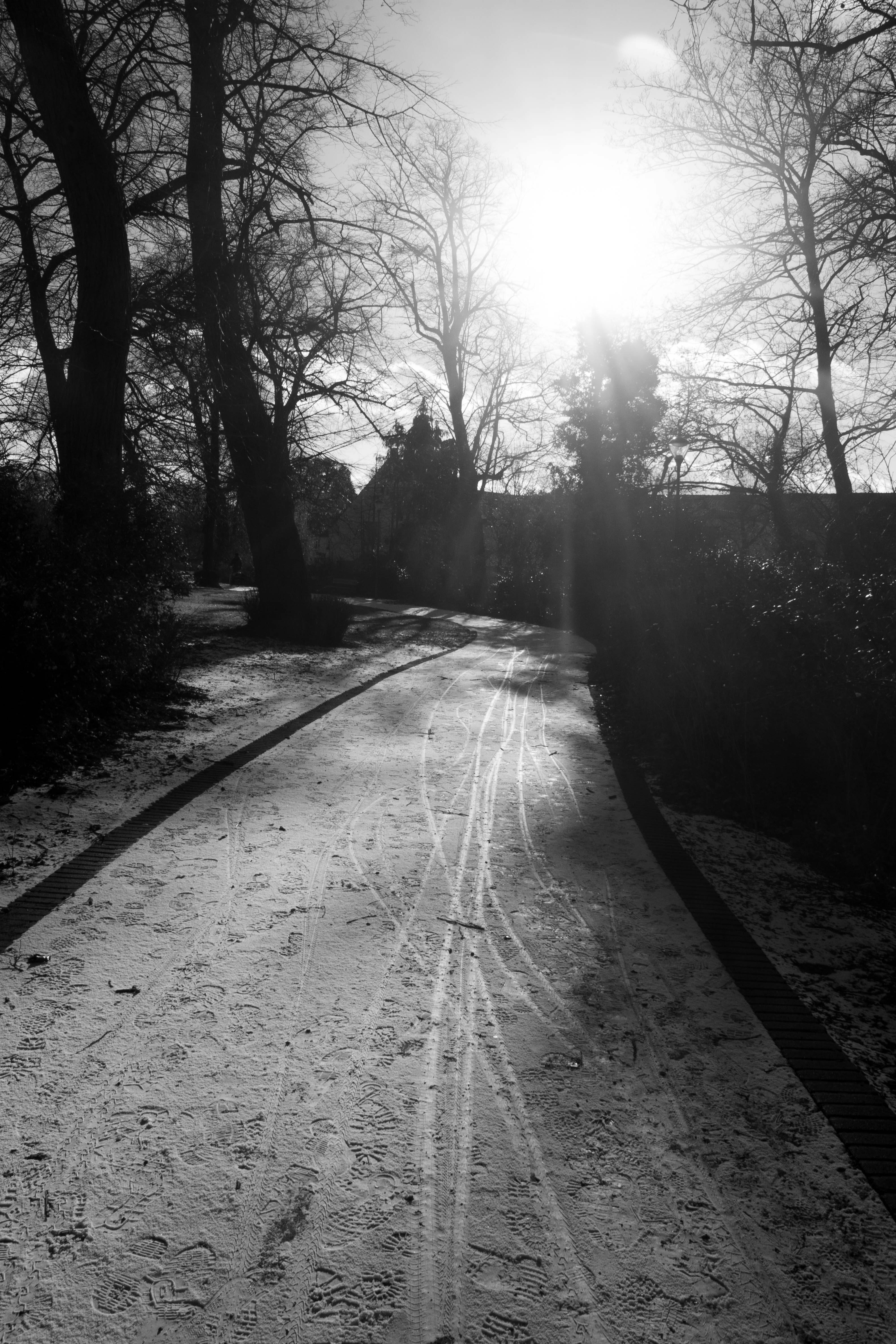 Sunlit Path with Tire Traces Through a Winter Park