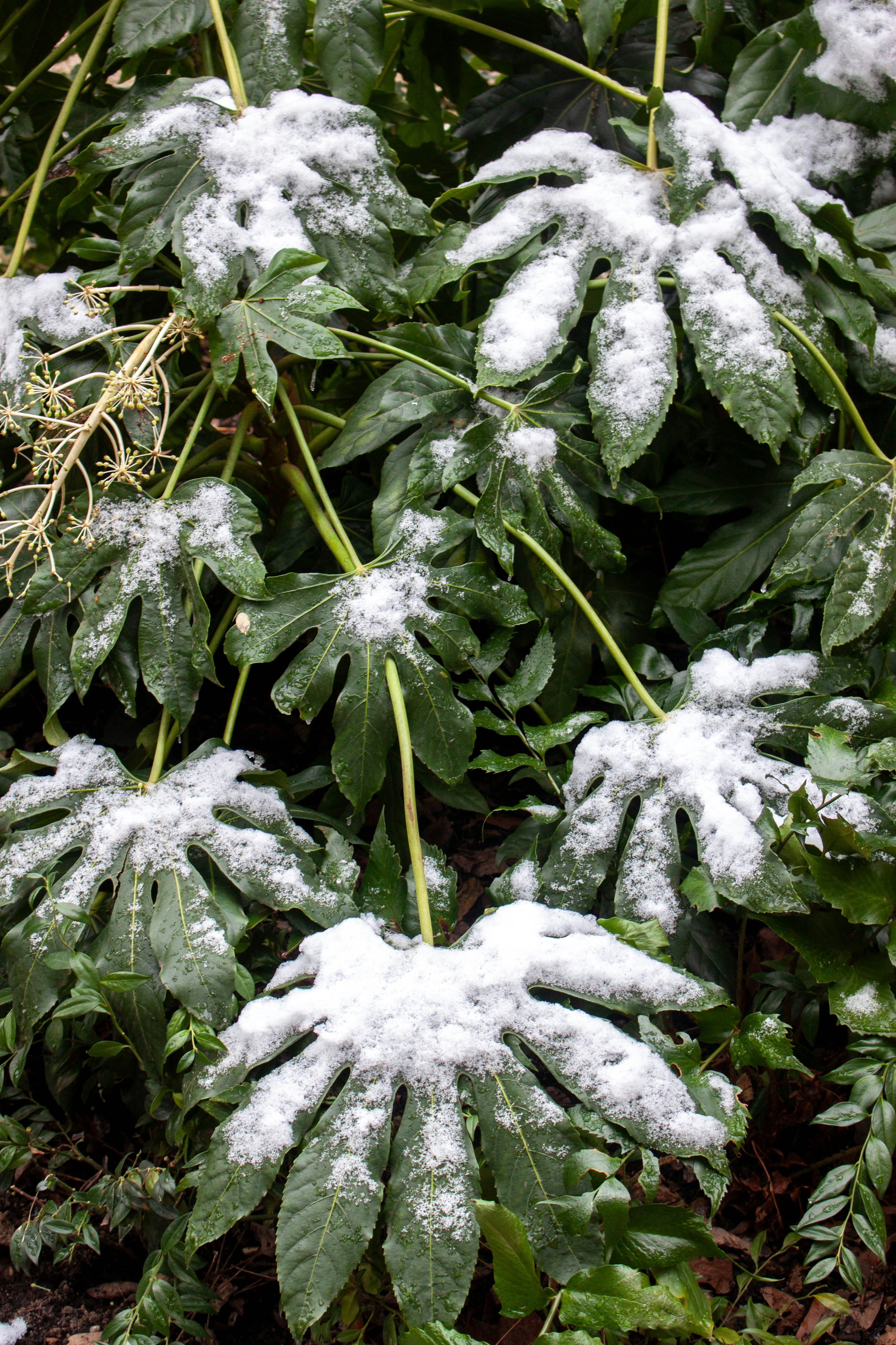 Snow-dusted Monstera Leaves Reach for Winter Light