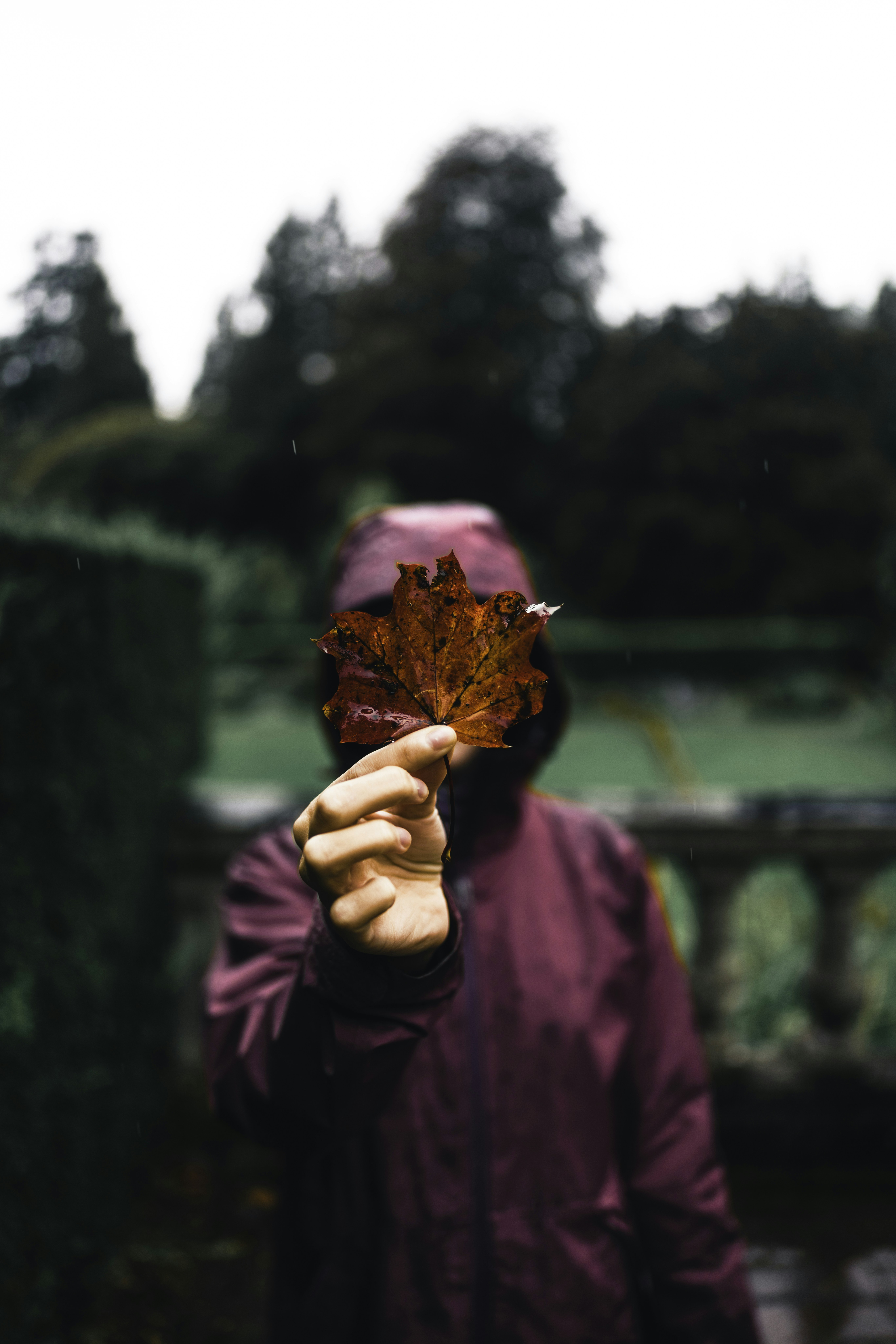 Autumn Veil: Red Leaf Framed by a Hidden Grasp of Rain