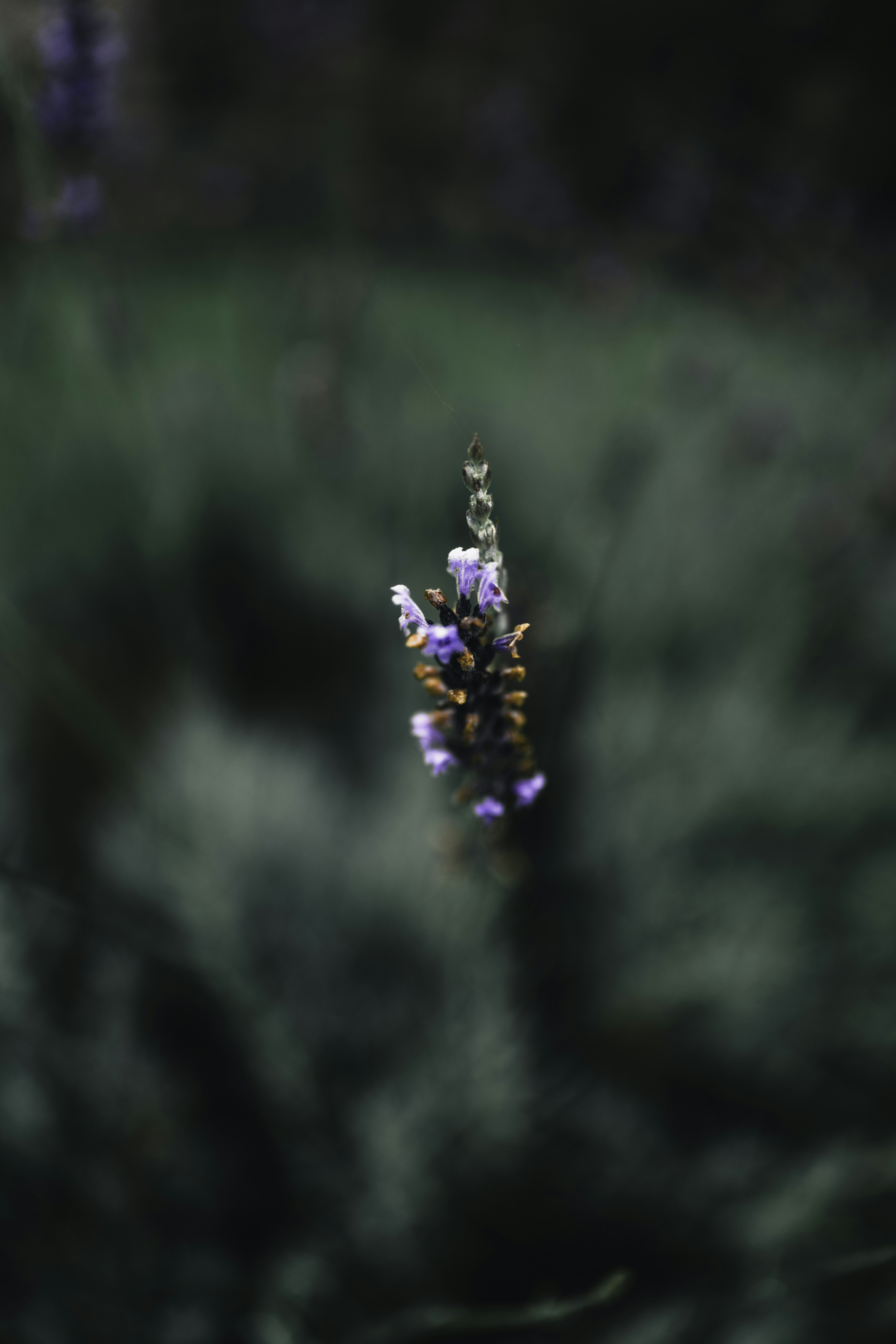 Solitary Lavender Spike Reaching Through a Green Veil