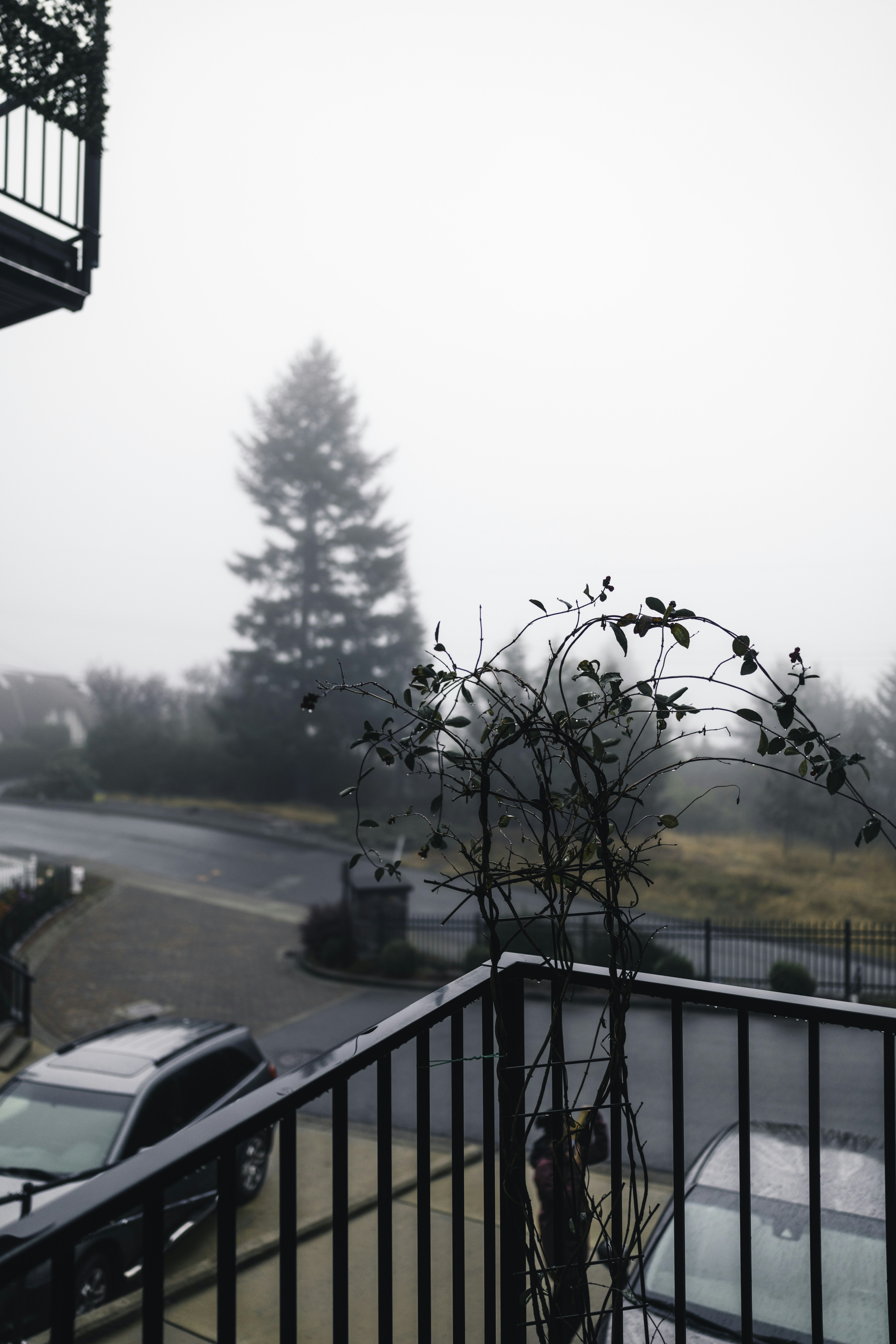 Vine-draped Balcony Garden Reaching Toward a Fogged Street