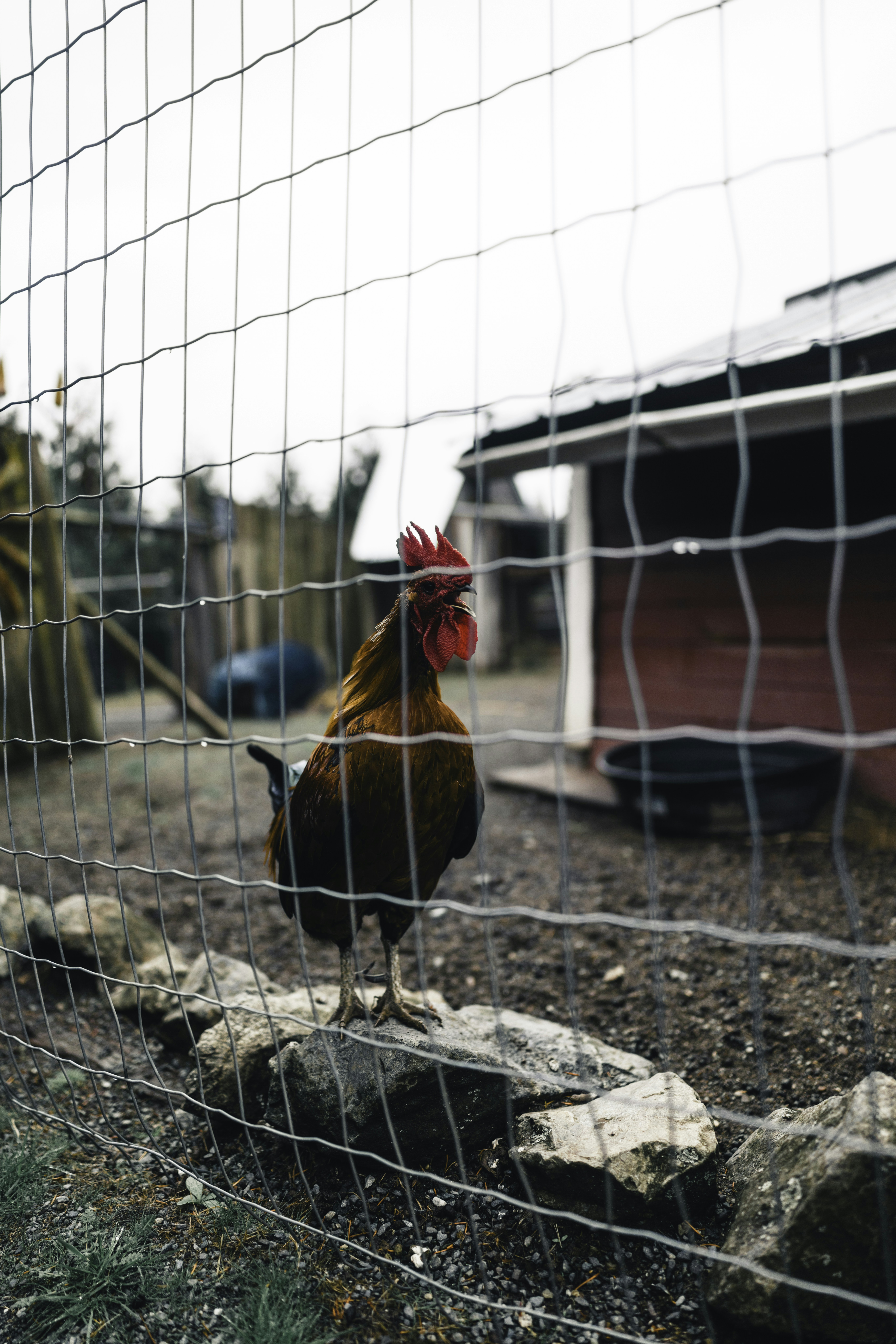 The Rooster Behind the Wire: A Farmyard Gaze