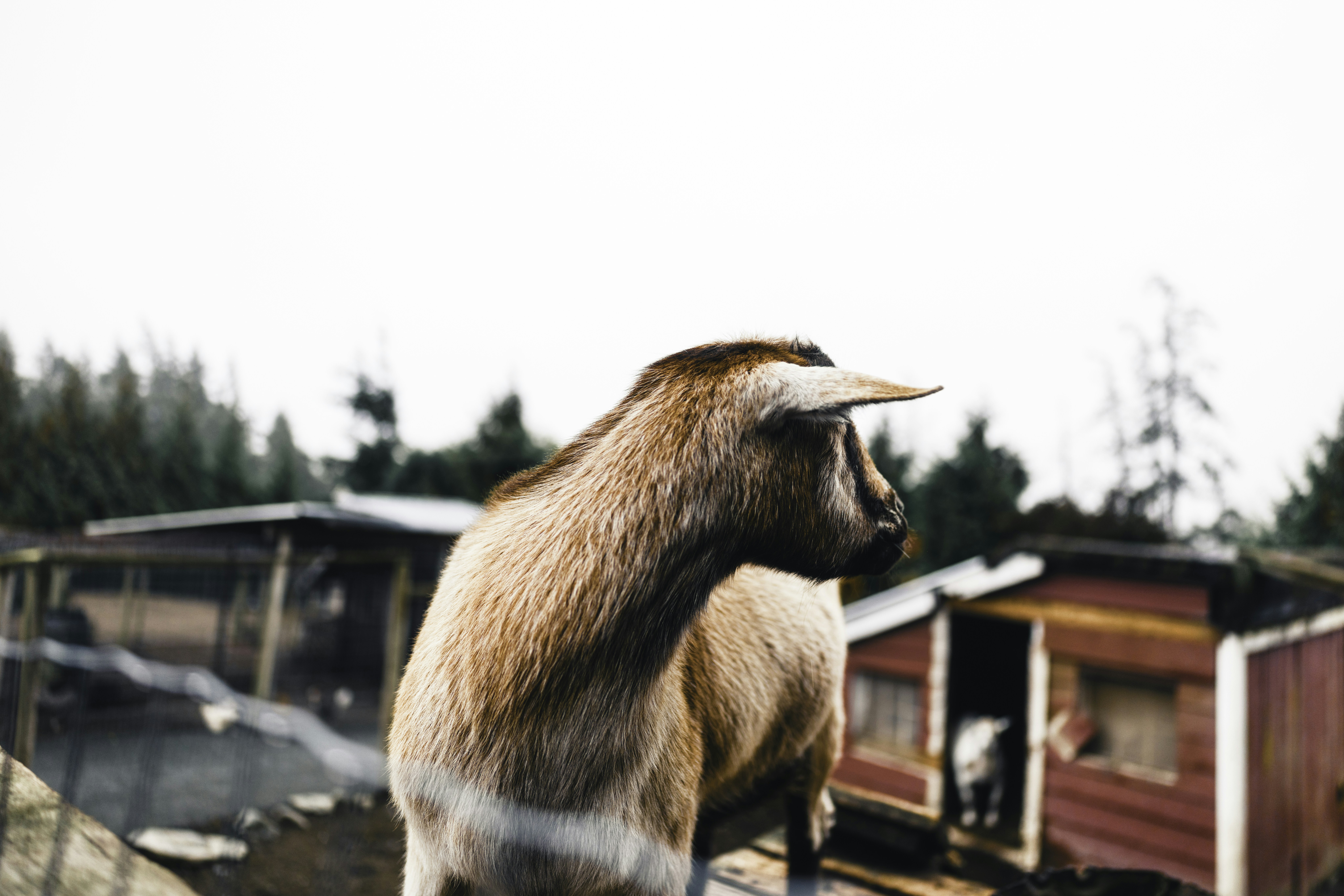 Curious Goat at the Farmyard Window